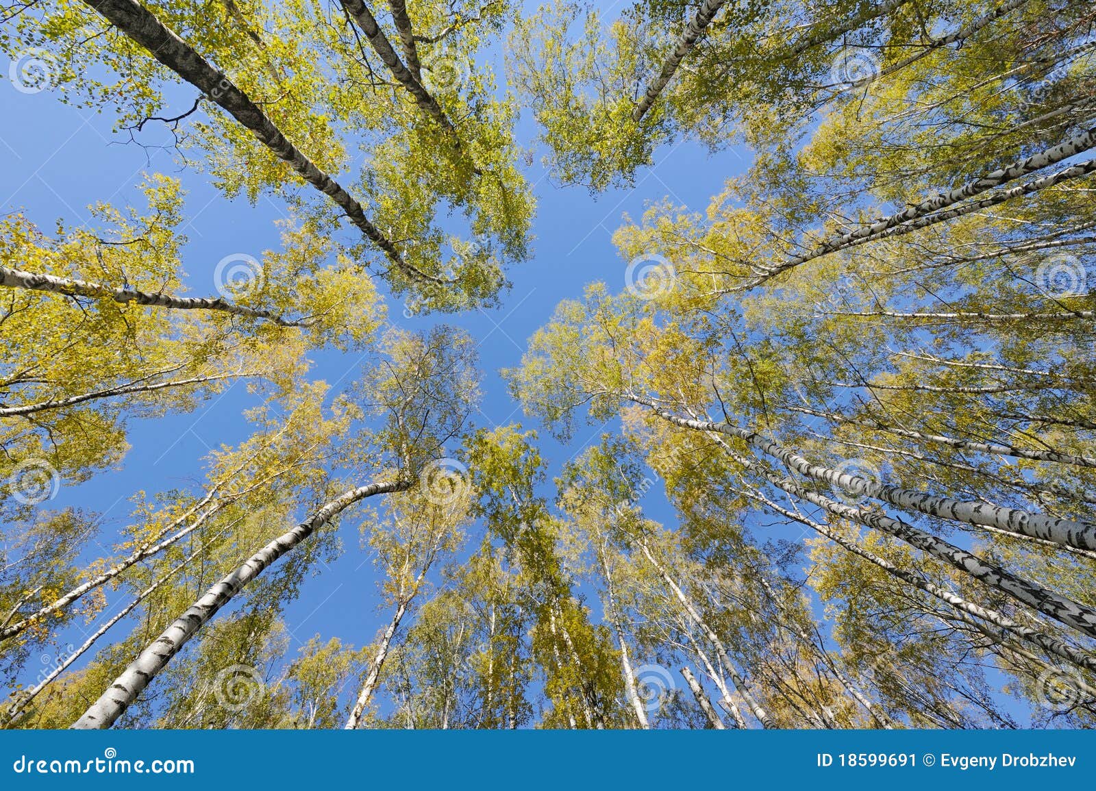 Looking up in birch forest stock image. Image of grove - 18599691