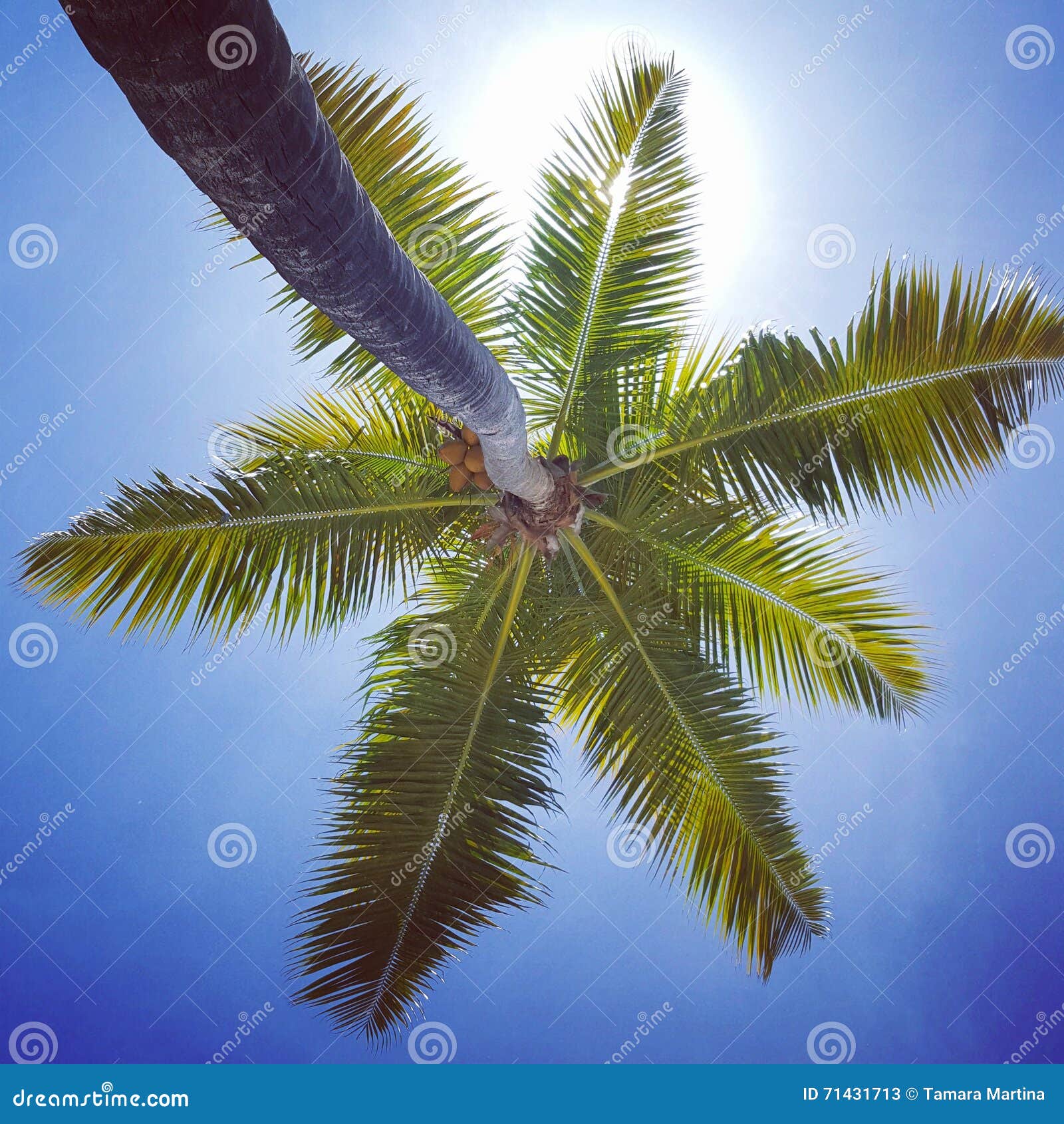 Looking Up into Blue Sky Underneath a Coconut Tree Stock Image - Image ...
