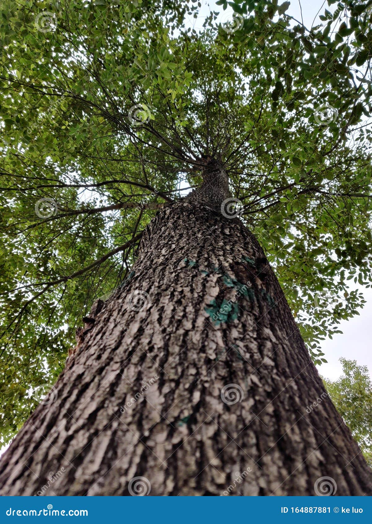 Looking Up from Bottom Tree Stock Image - Image of leave, trunk: 164887881