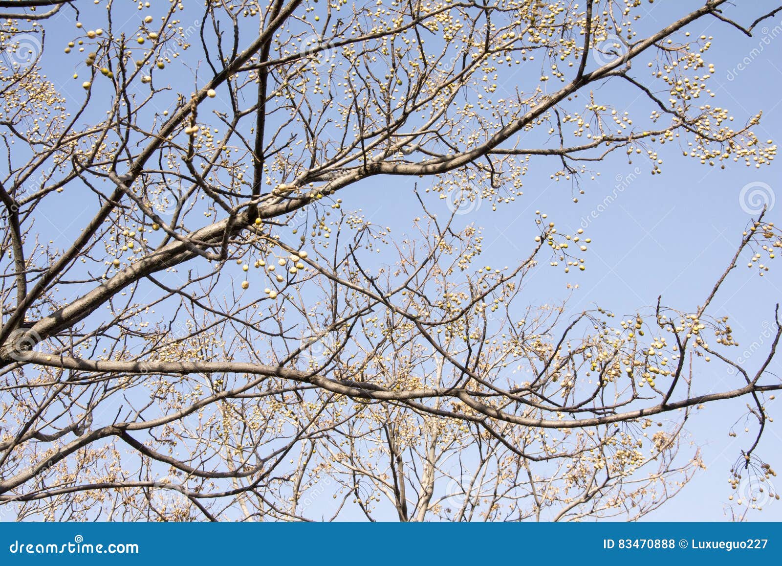 Looking up the branches stock photo. Image of landscape - 83470888
