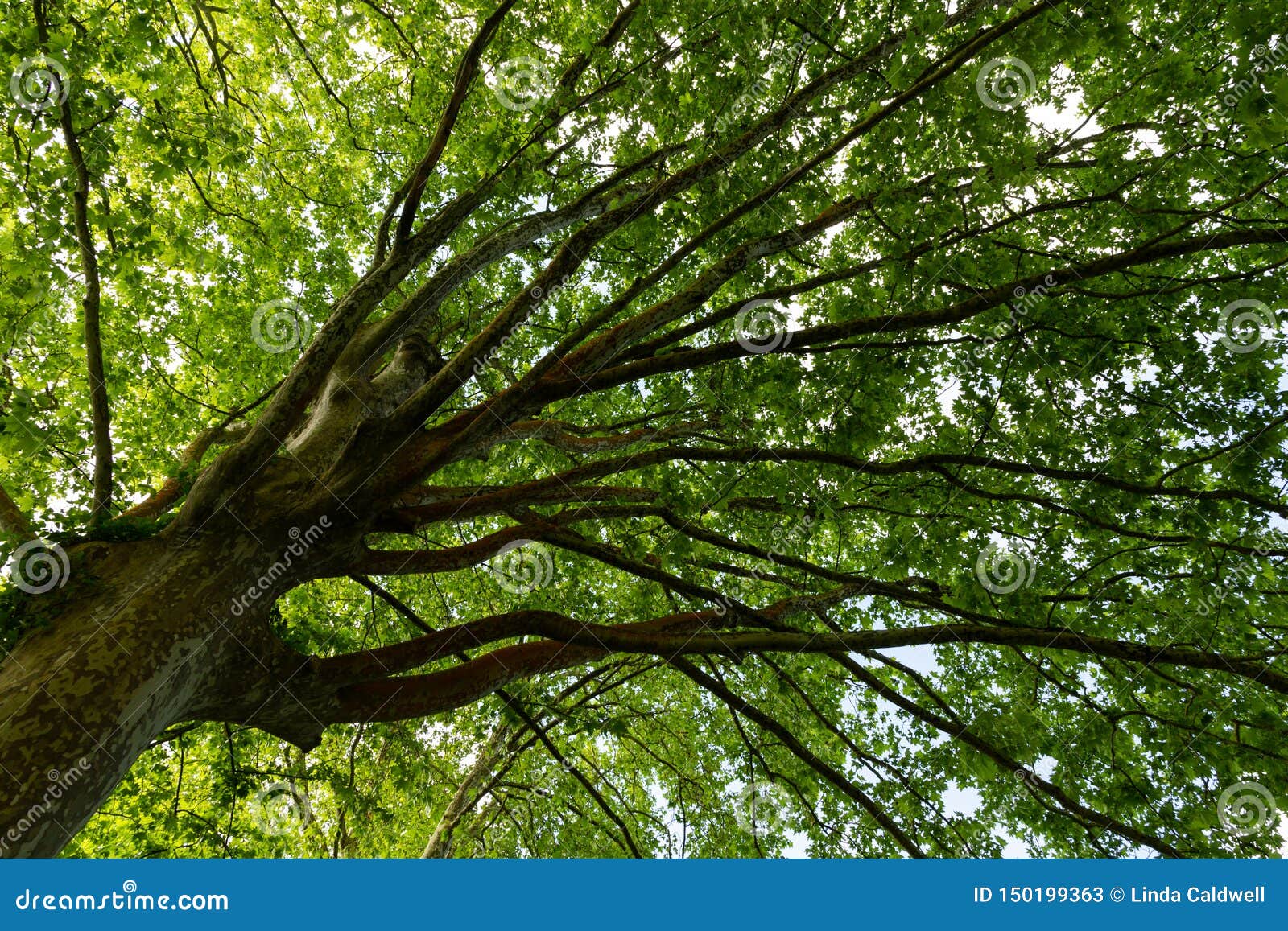 Looking up into a tree stock image. Image of nature - 150199363
