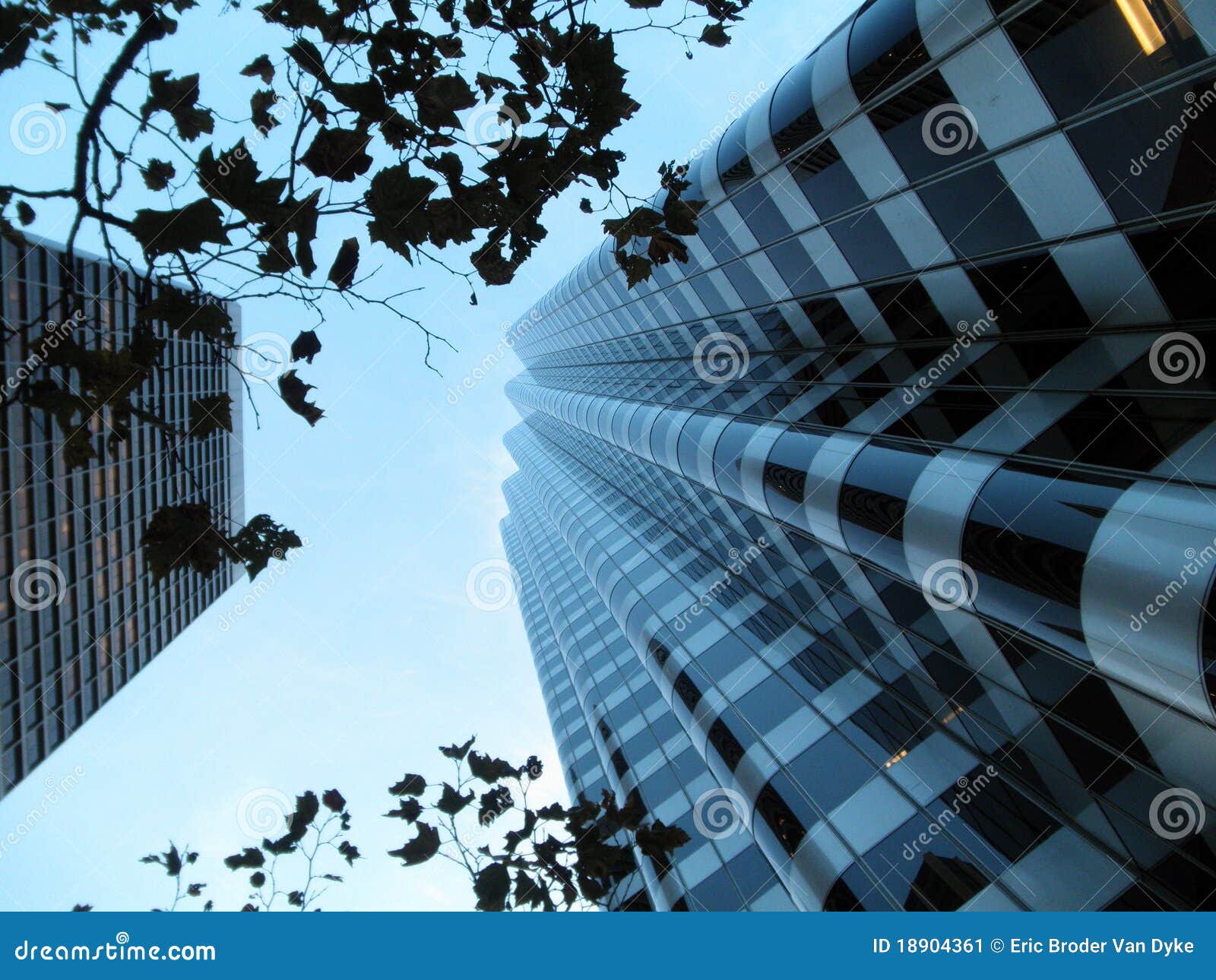 Looking Up through Branches at Modern Buildings Stock Image - Image of ...
