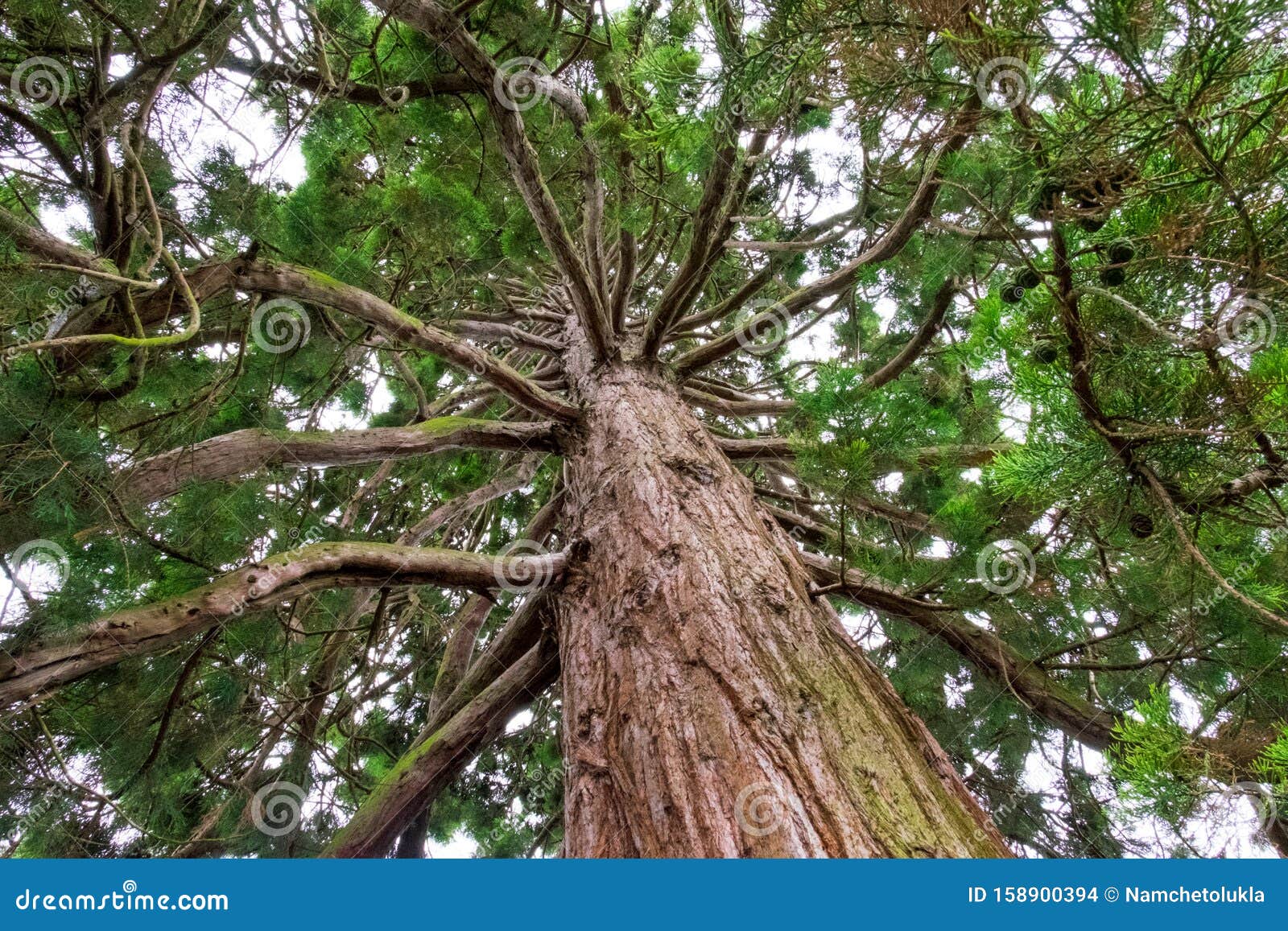 Branches of a Very Tall Pine Tree Stock Photo - Image of nonurban ...
