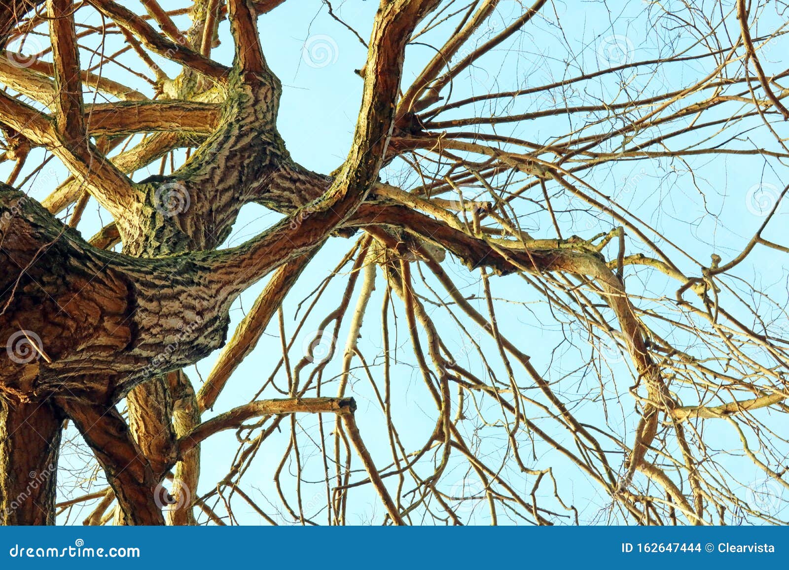 Canopy Of Dead Dragon Tree Royalty-Free Stock Photography ...