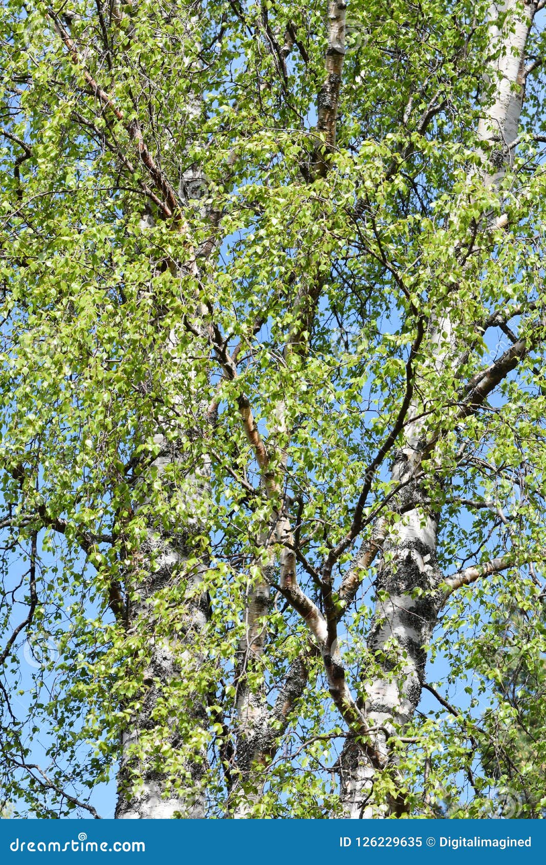 Green Birch Canopy in Spring Stock Image - Image of leaf, betula: 126229635
