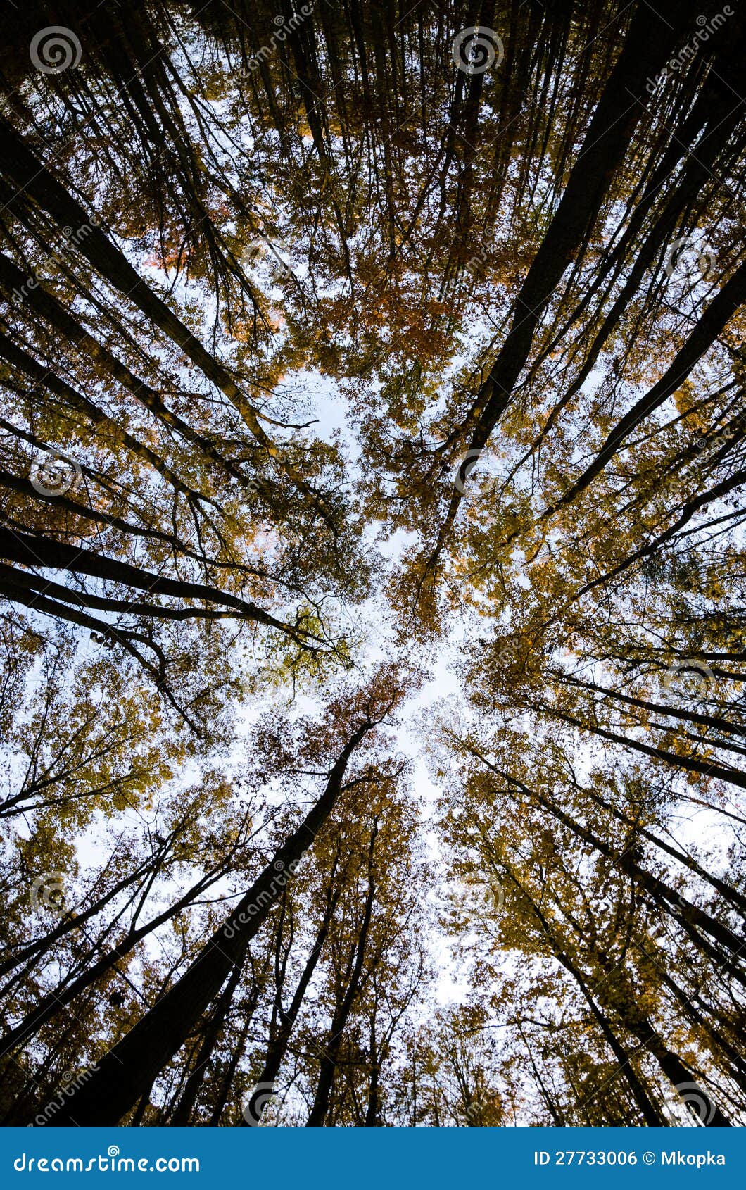 Looking Up at a Canopy of Trees in Autumn Stock Photo - Image of blue ...