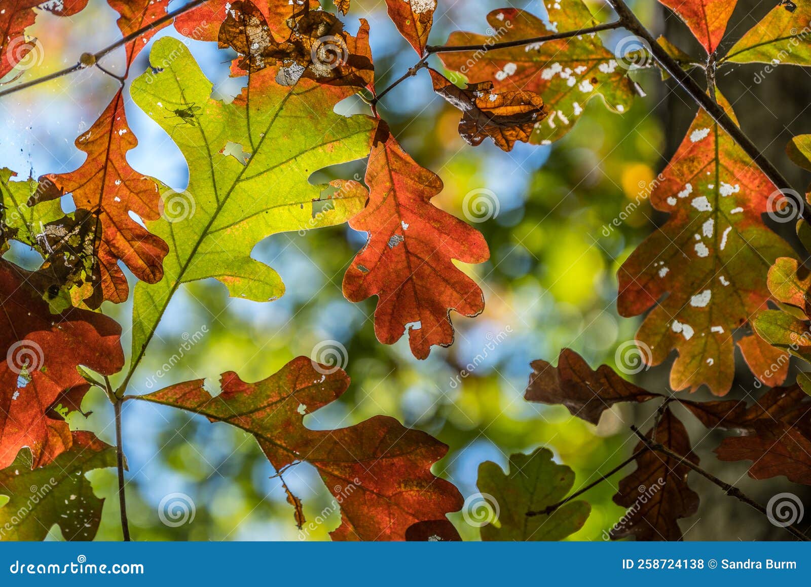 Backlit leaves in autumn stock photo. Image of insect - 258724138