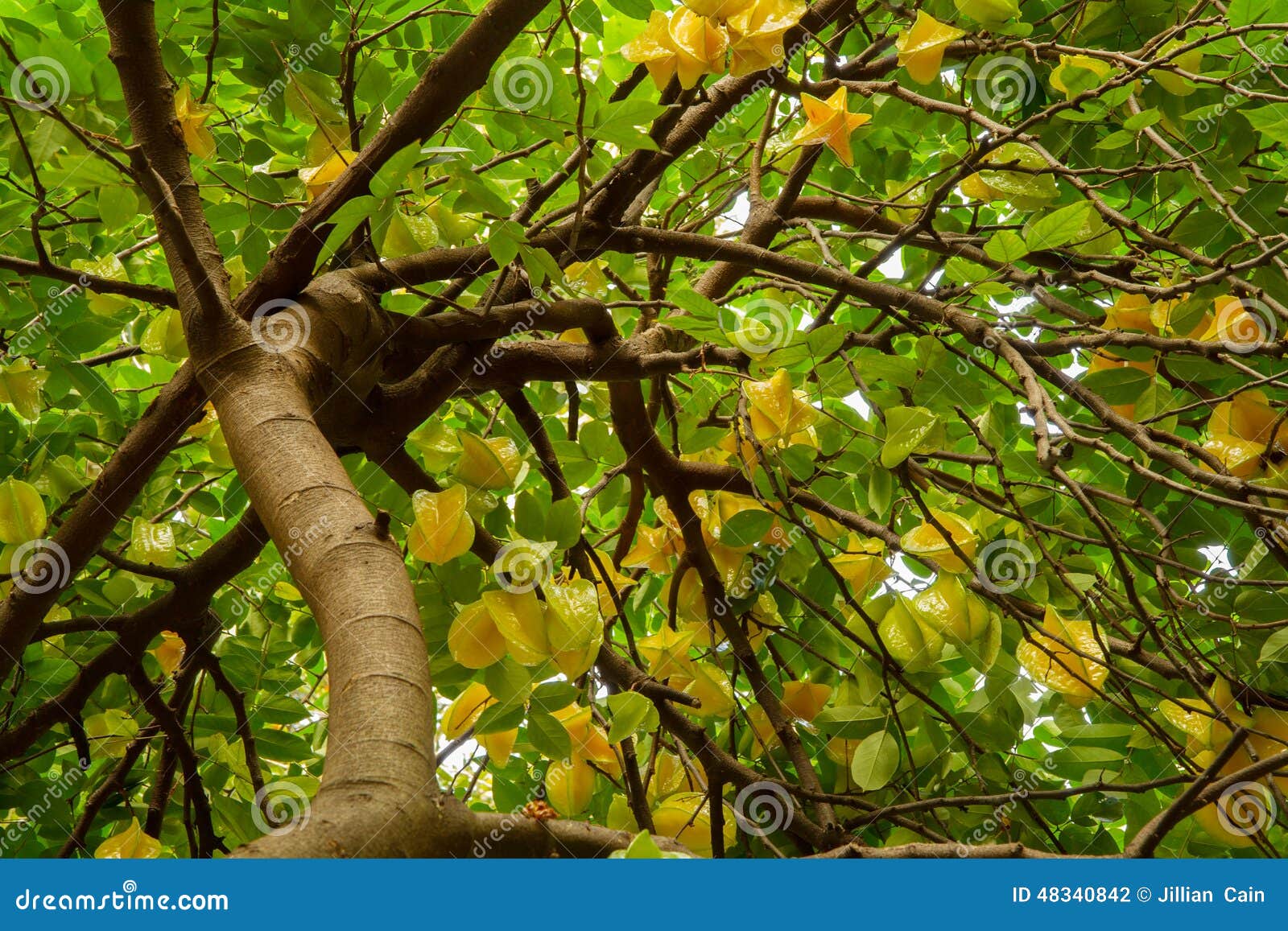 Looking Up at a Carambolia Tree Heavy with Fruit Stock Photo - Image of ...
