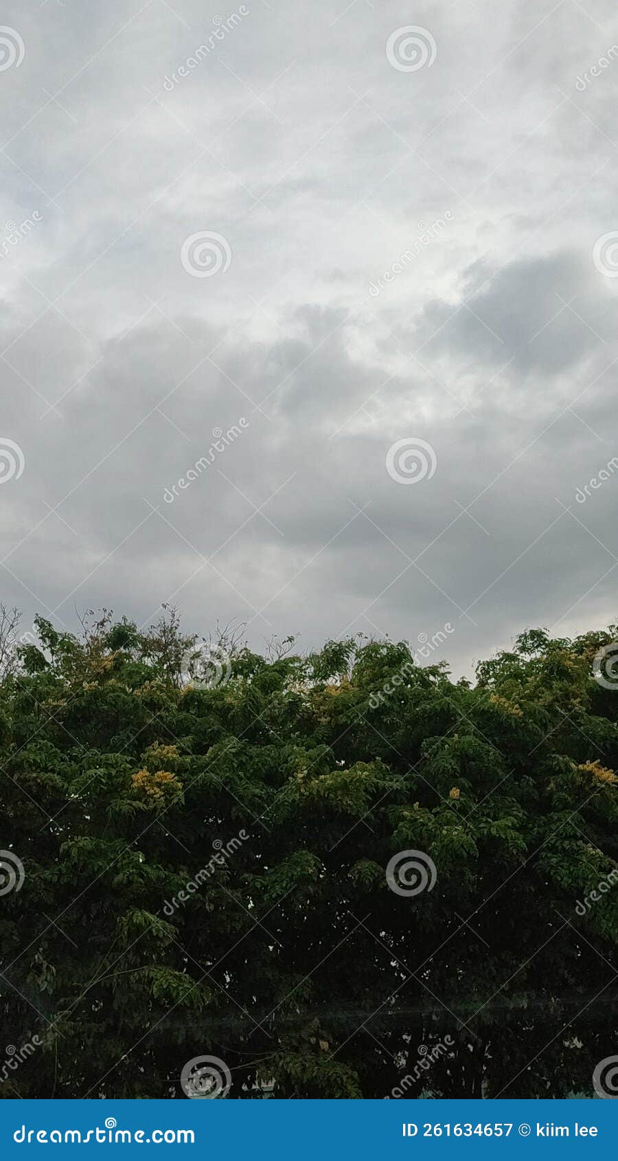 When Looking Up at the Cloudy and Shady Sky Stock Image - Image of ...