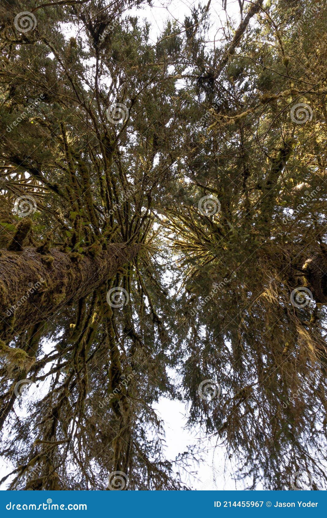 Looking Up into the Complex Structure of Two Pine Trees with Their ...