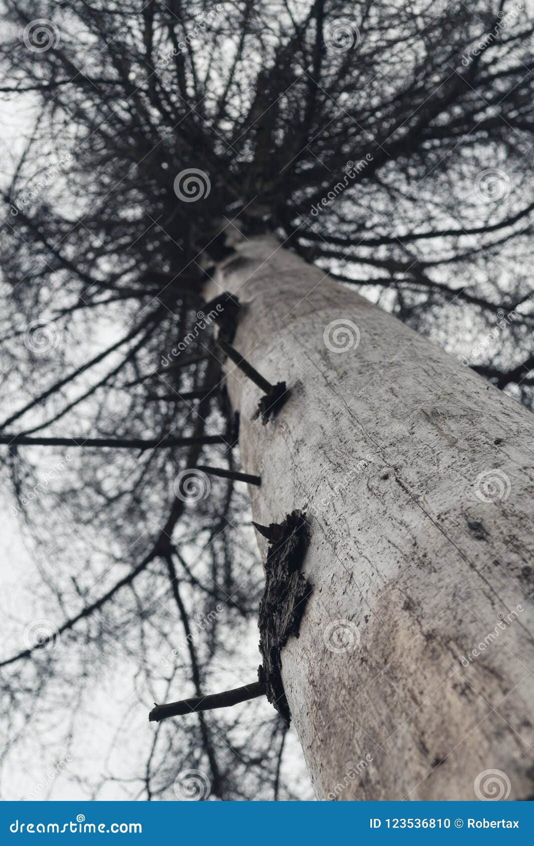 Looking Up a Dead Spruce Tree Trunk with Dry Branches Stock Photo ...