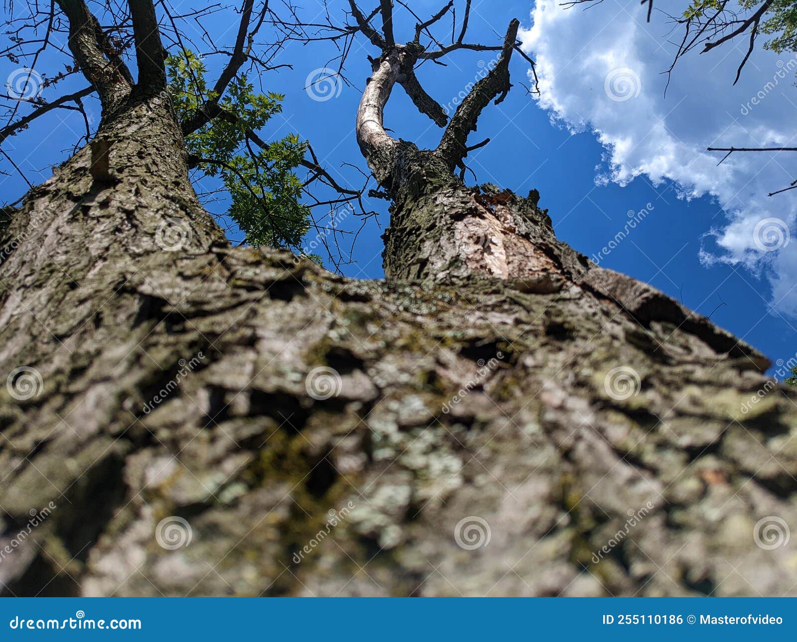 Looking Up Dead Tree with Two Branches Stock Photo - Image of environment, trunk: 255110186