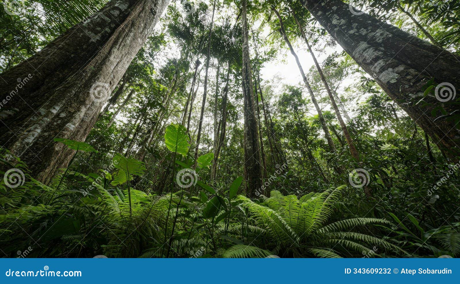 Looking Up at a Dense Canopy of Tall Trees in a Lush Green Tropical ...