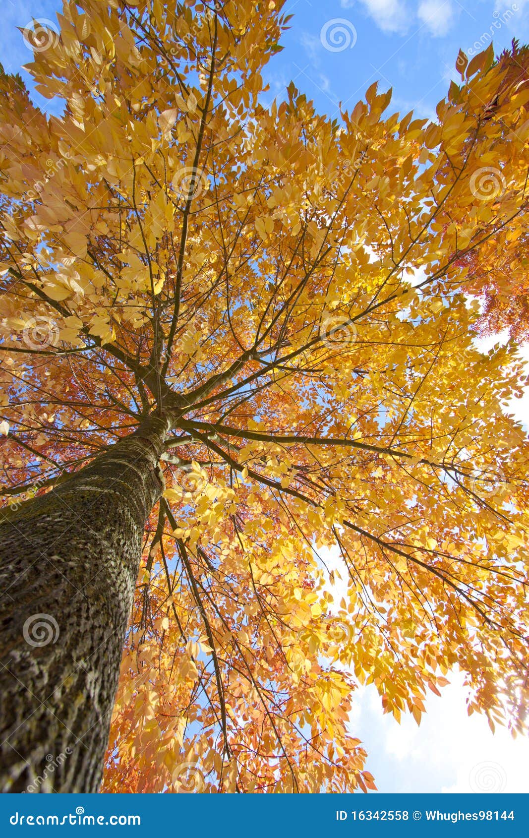 Looking Up an Elm Tree with the Sky Above Stock Photo - Image of field ...