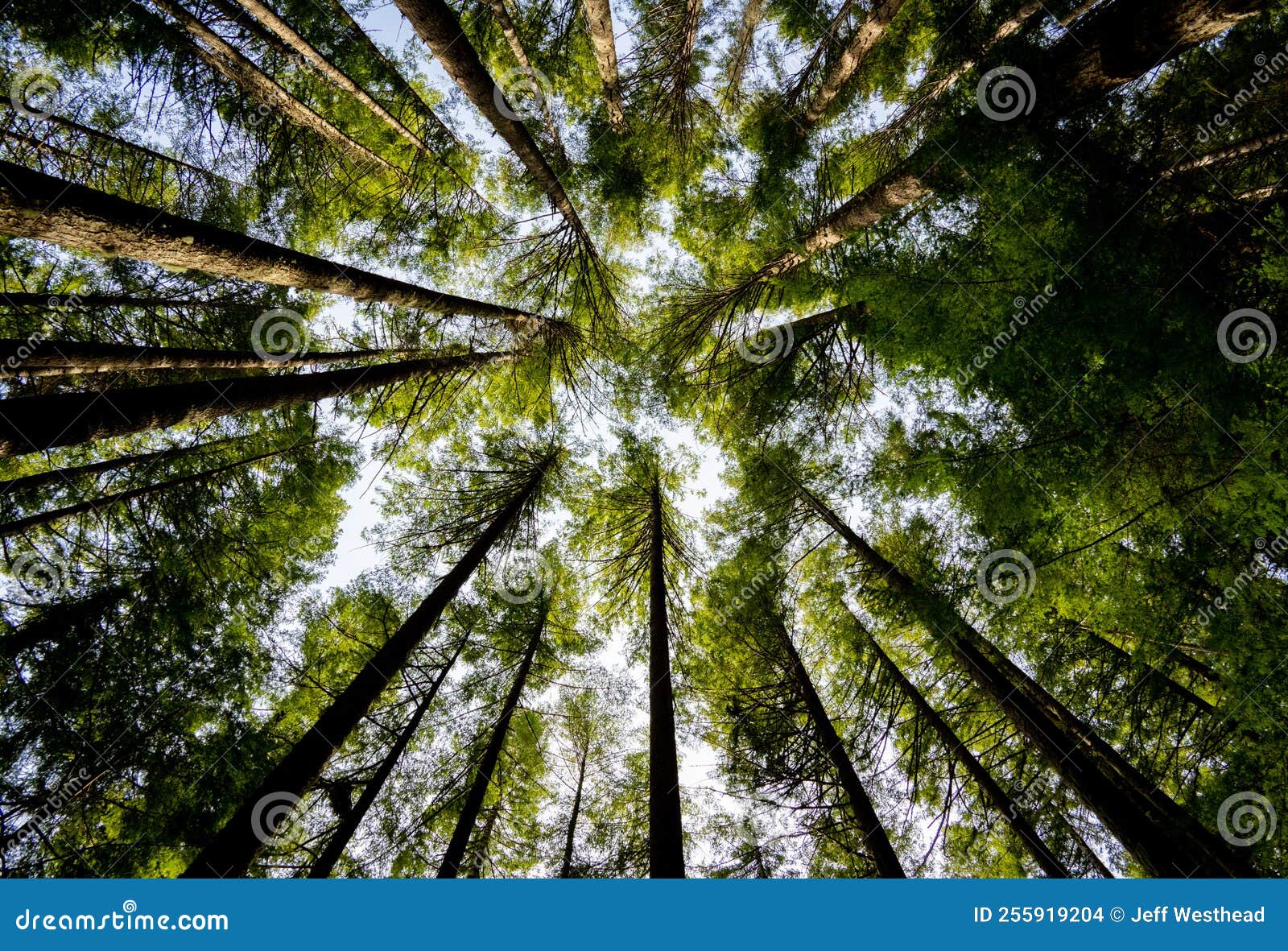 Looking Up in Evergreen Forest Near Seattle Stock Photo - Image of ...