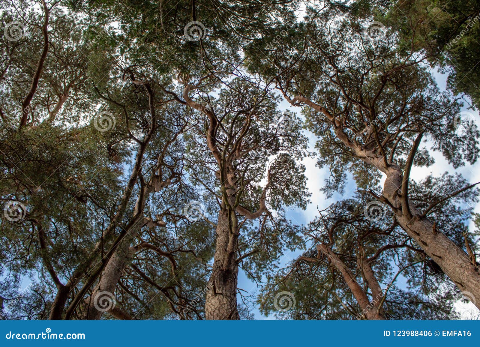 Looking Up into an Evergreen Tree Canopy Stock Photo - Image of pine ...
