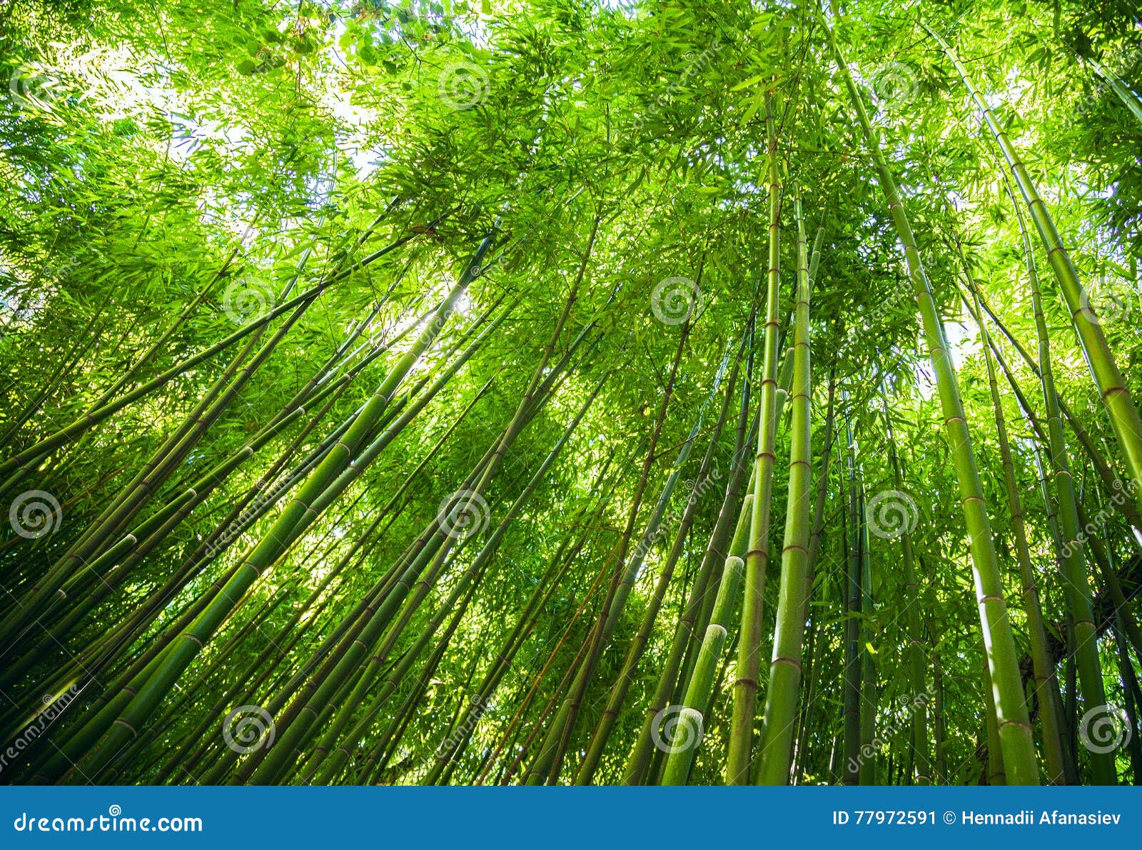 Looking Up at Exotic Lush Green Bamboo Tree Canopy Stock Image - Image ...