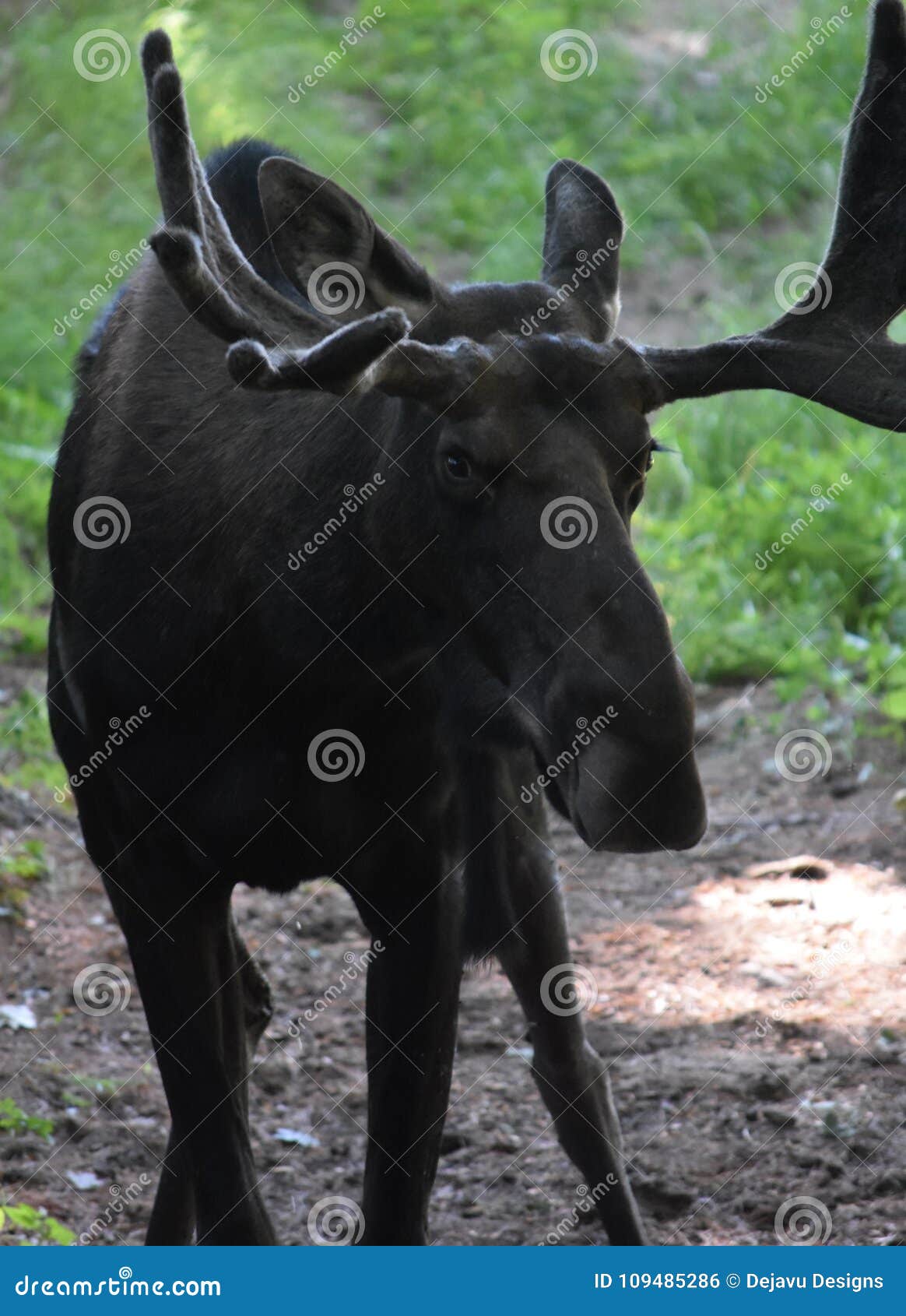 Looking into the Face of a Wild Moose Stock Photo - Image of view, side ...