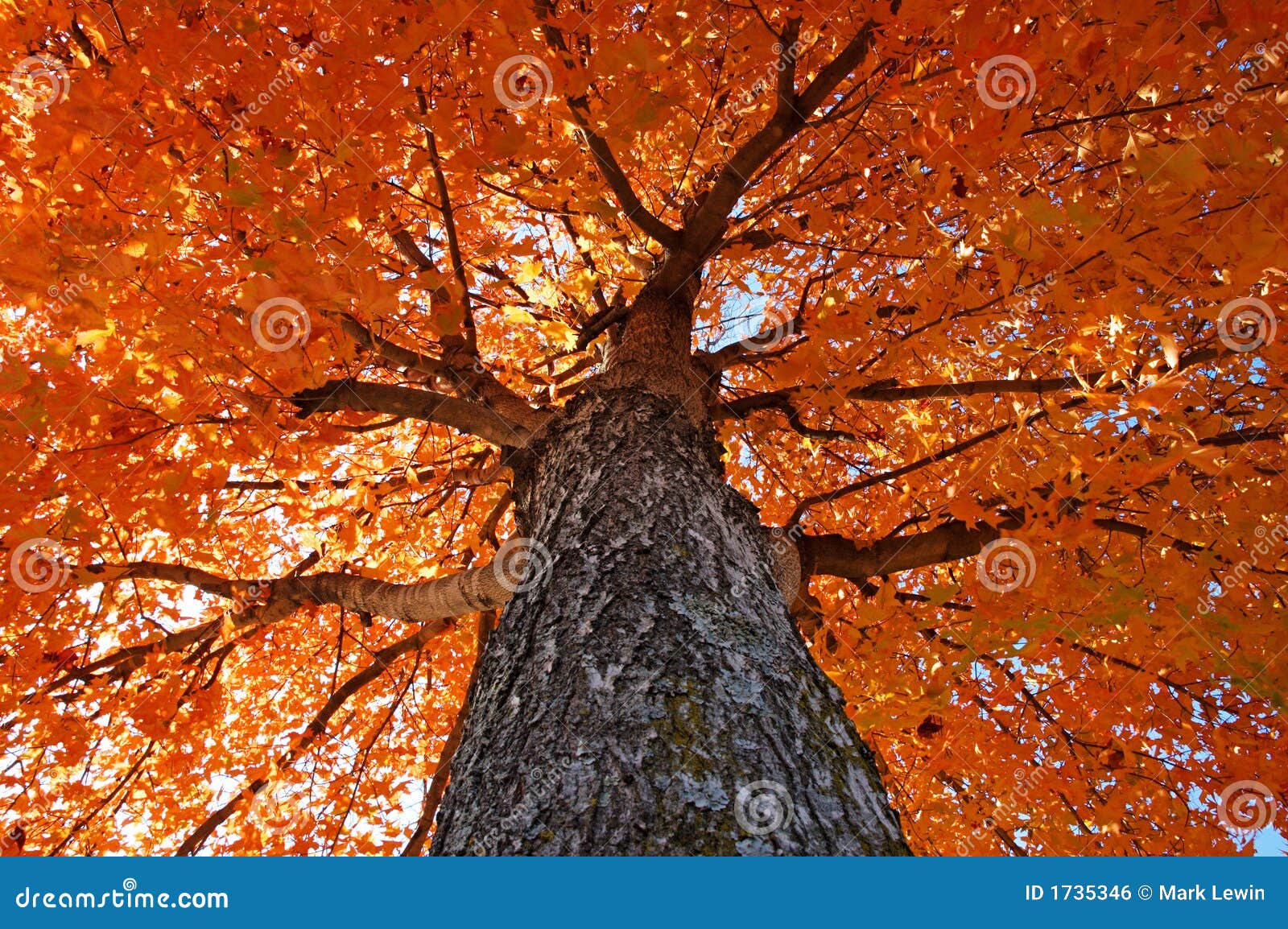 Looking Up at Fall Colors stock photo. Image of trunk - 1735346