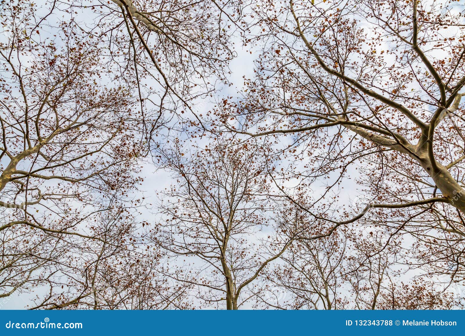Tree Branches from Below, in Early Winter Stock Photo - Image of nature ...
