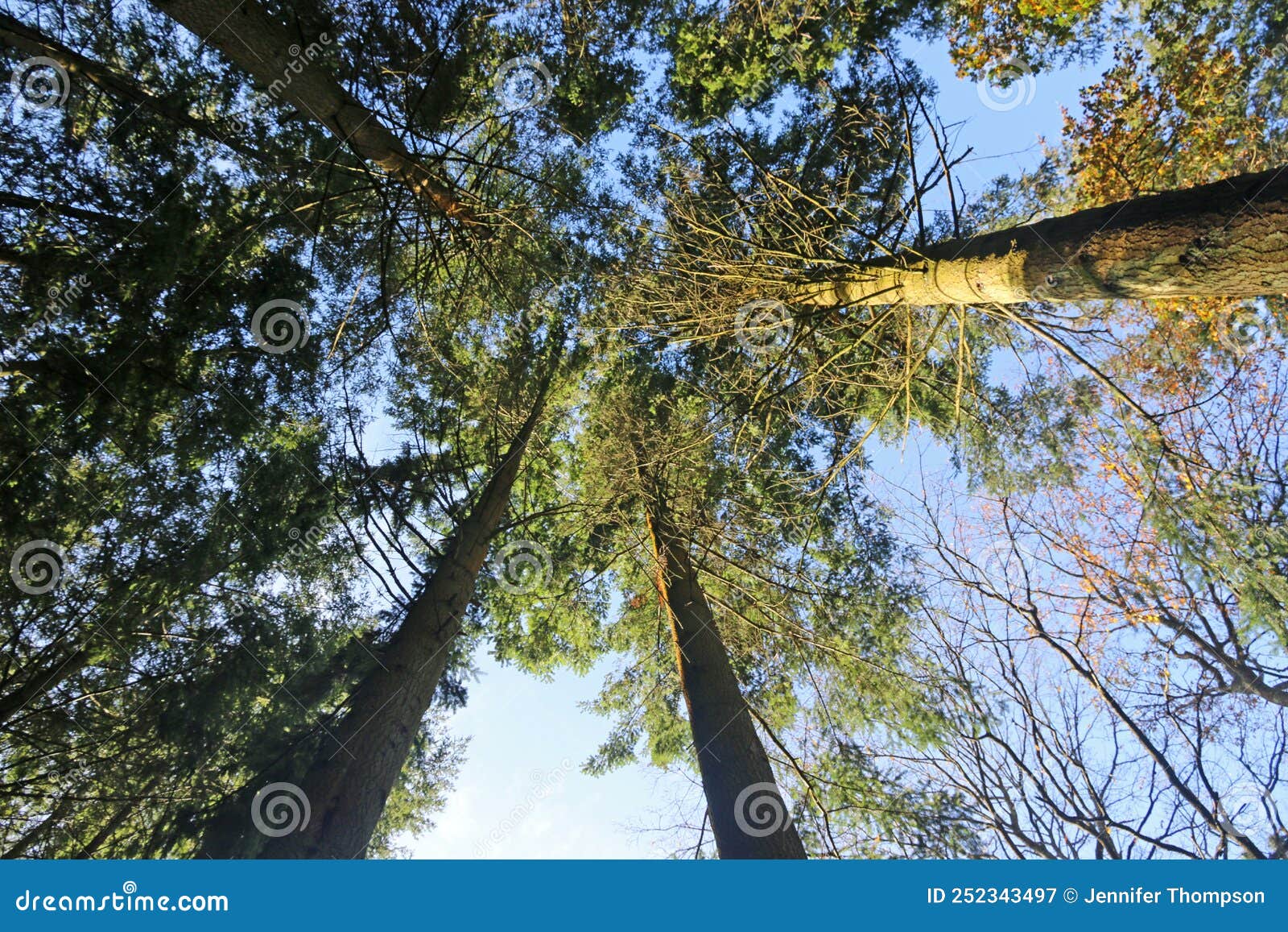 Looking Up at Trees in Winter Stock Image - Image of spring, park ...
