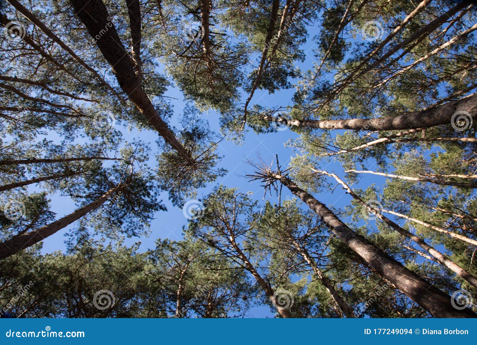 Royalty Free Images, Cartoons, Illustrations And Photos Designed By ...