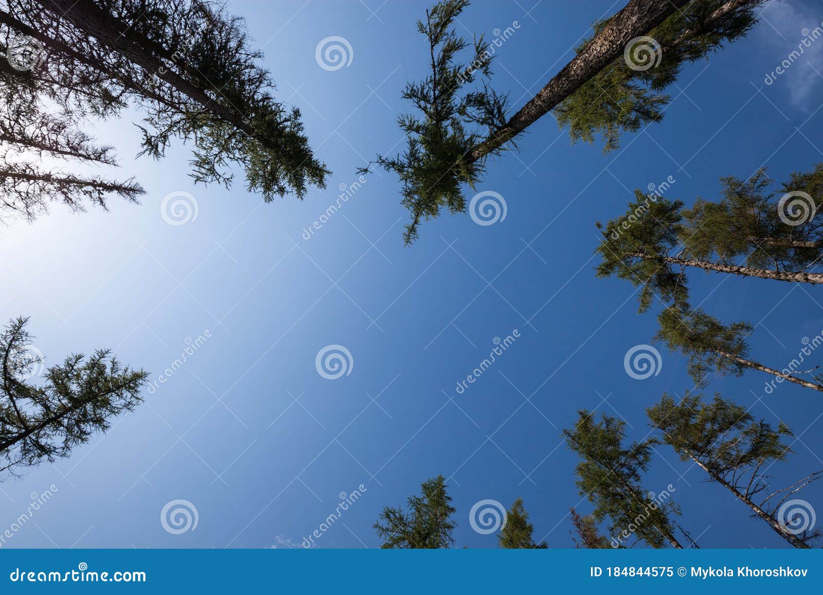 Looking up in Forest stock image. Image of shining, spring - 184844575