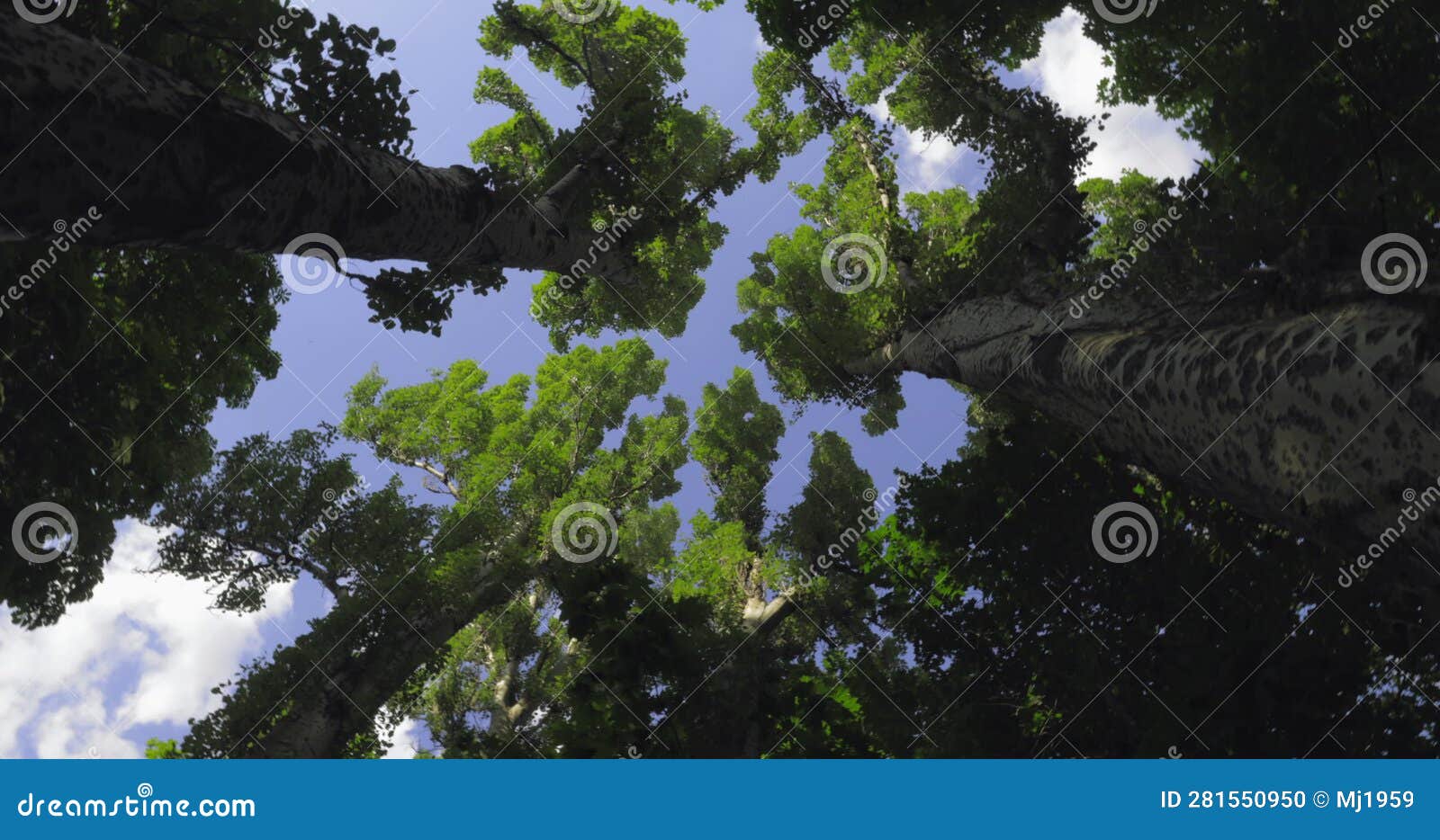 Looking Up into Forest Canopy with Trees and Bird Stock Footage - Video ...