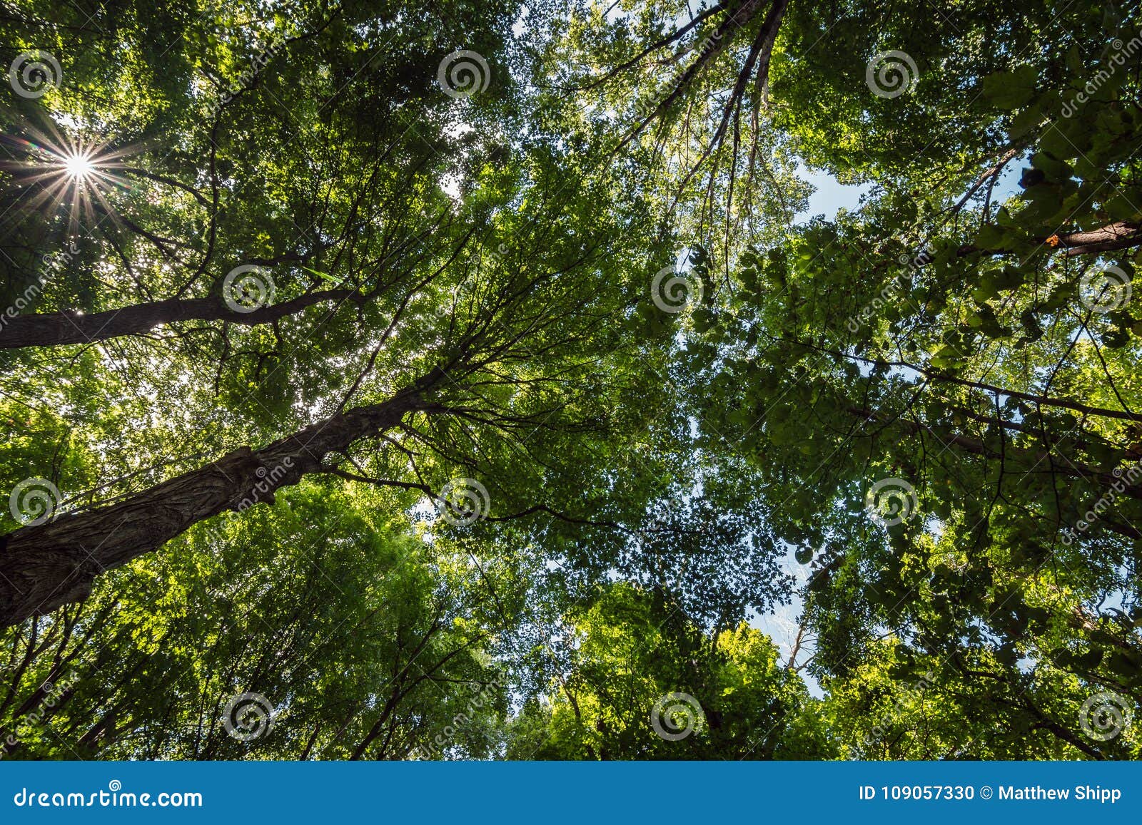 Looking Up at a Forest Canopy Stock Photo - Image of leaves, deciduous ...