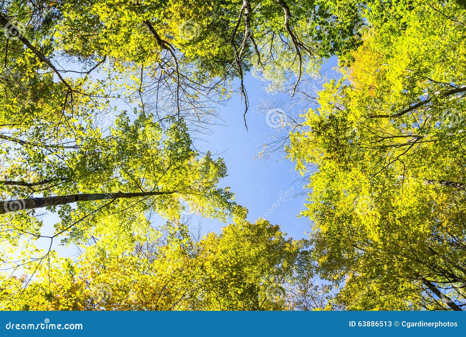 Looking Up through Forest Canopy Stock Image - Image of environment ...
