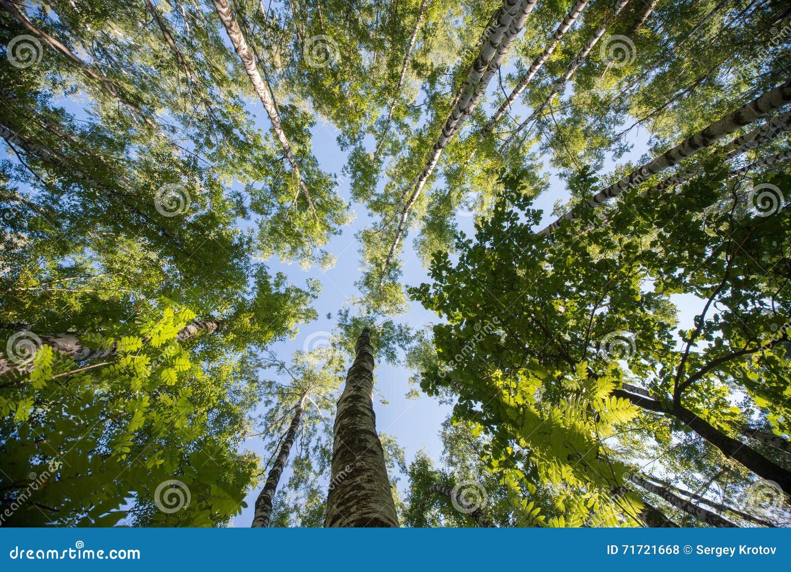 Looking Up in Forest - Green Tree Branches Nature Abstract Background ...