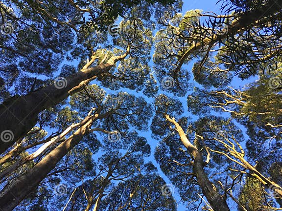 Looking up in Forest stock image. Image of environment - 74840357