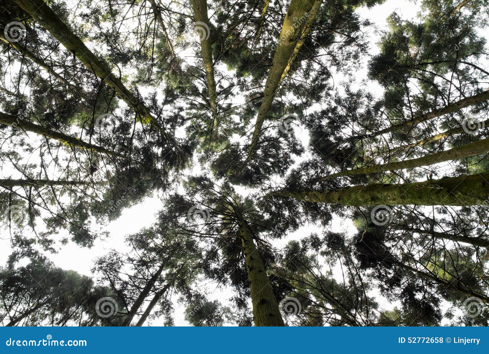 Looking Up Forest Perspective Stock Photo - Image of nature, branch ...