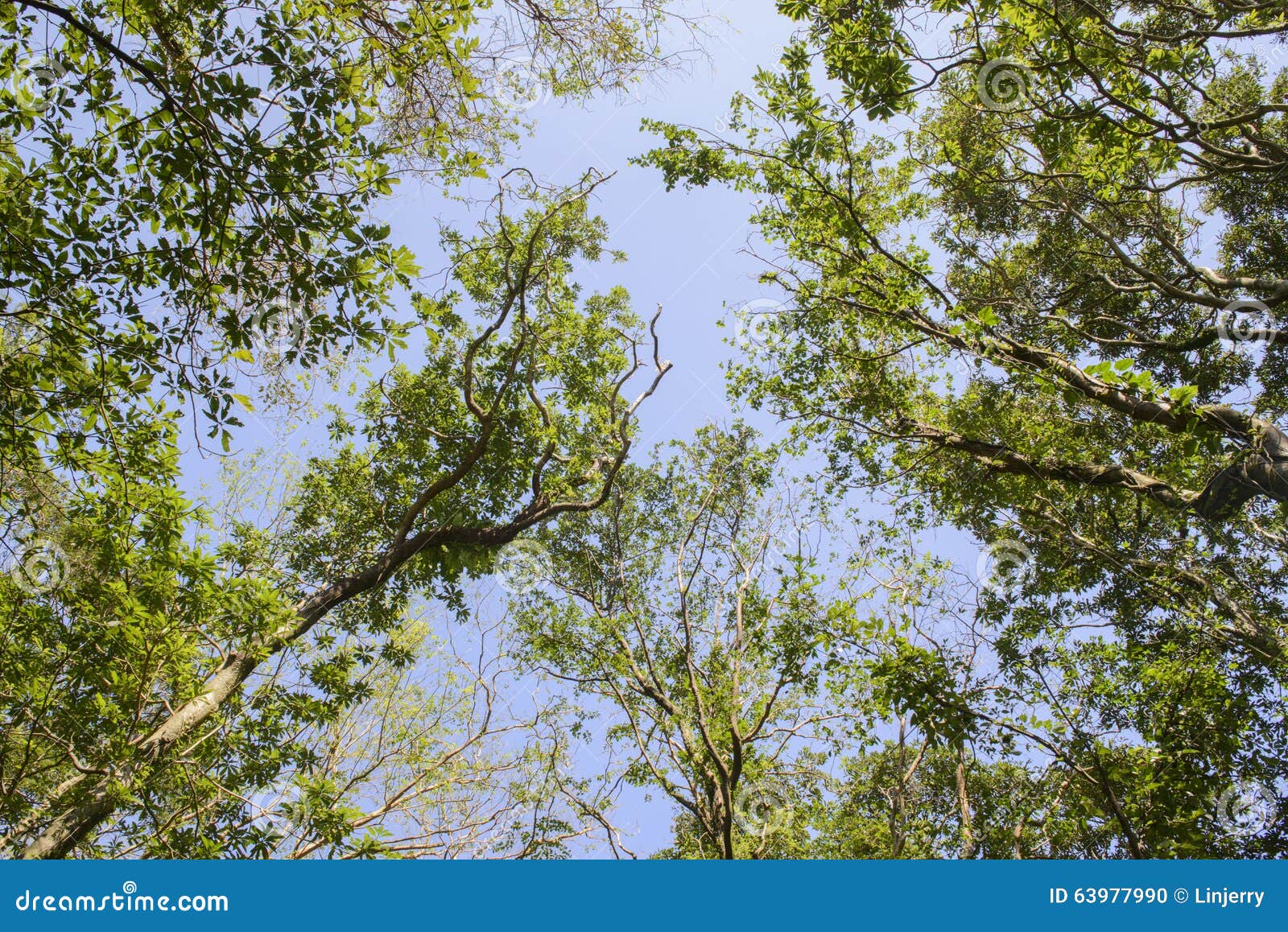 Looking Up Forest Perspective Stock Photo - Image of seasonal, flora ...