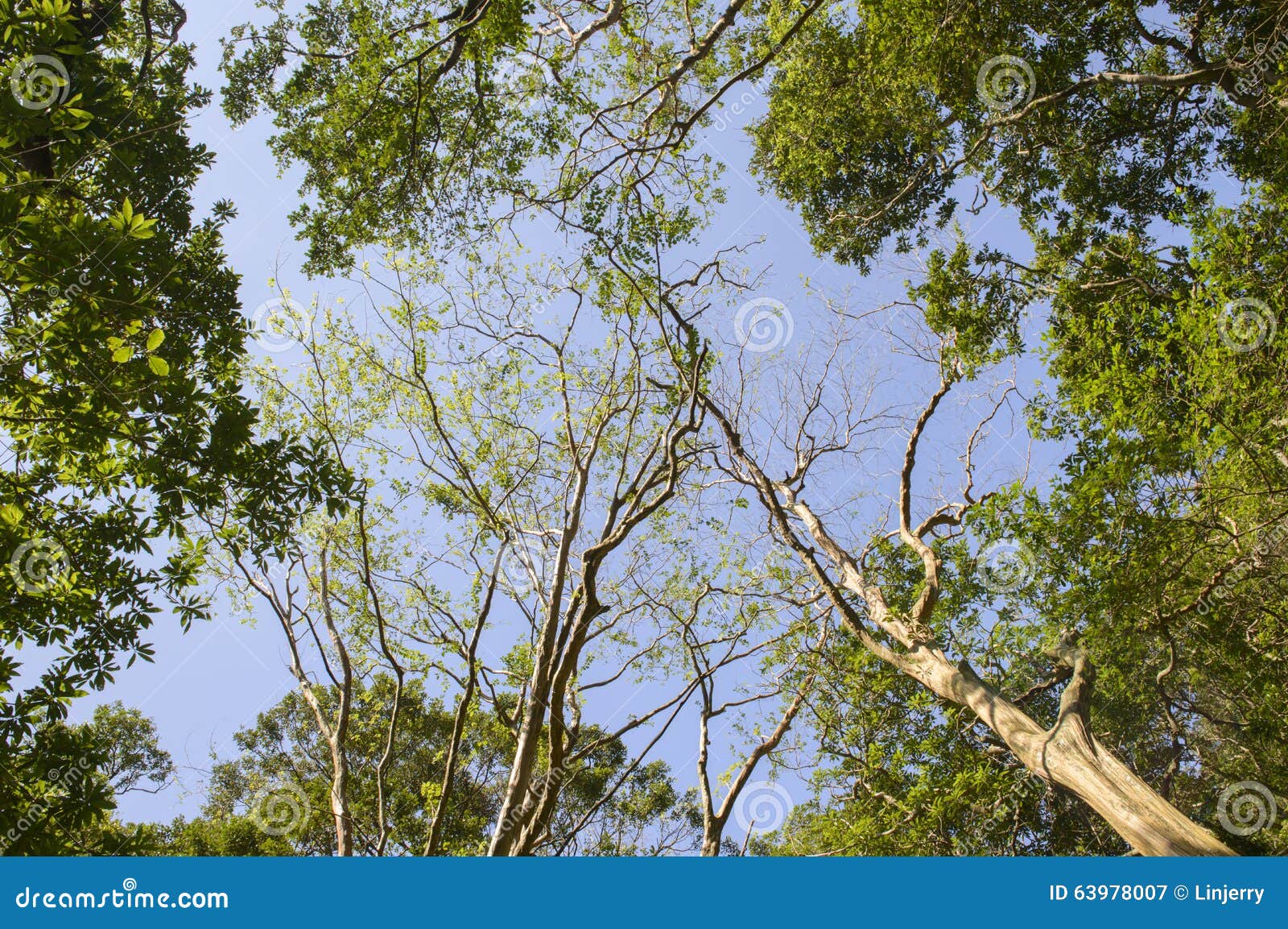 Looking Up Forest Perspective Stock Image - Image of green, foliage ...