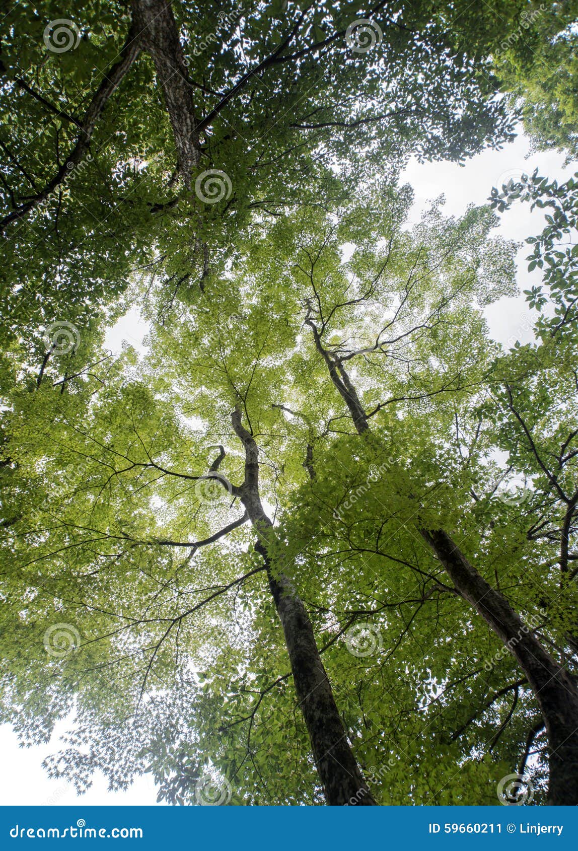 Looking Up Forest Perspective Stock Image - Image of branch, clear ...