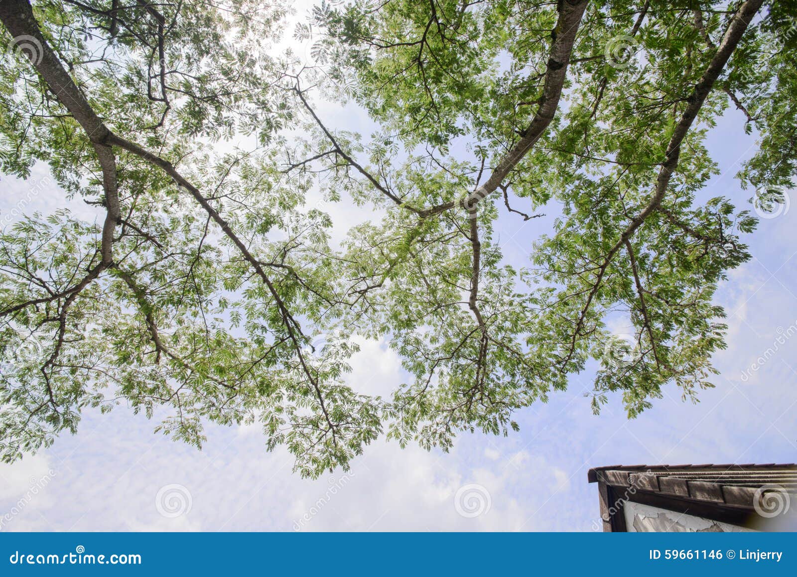 Looking Up Forest Perspective Stock Photo - Image of foliage, forest ...