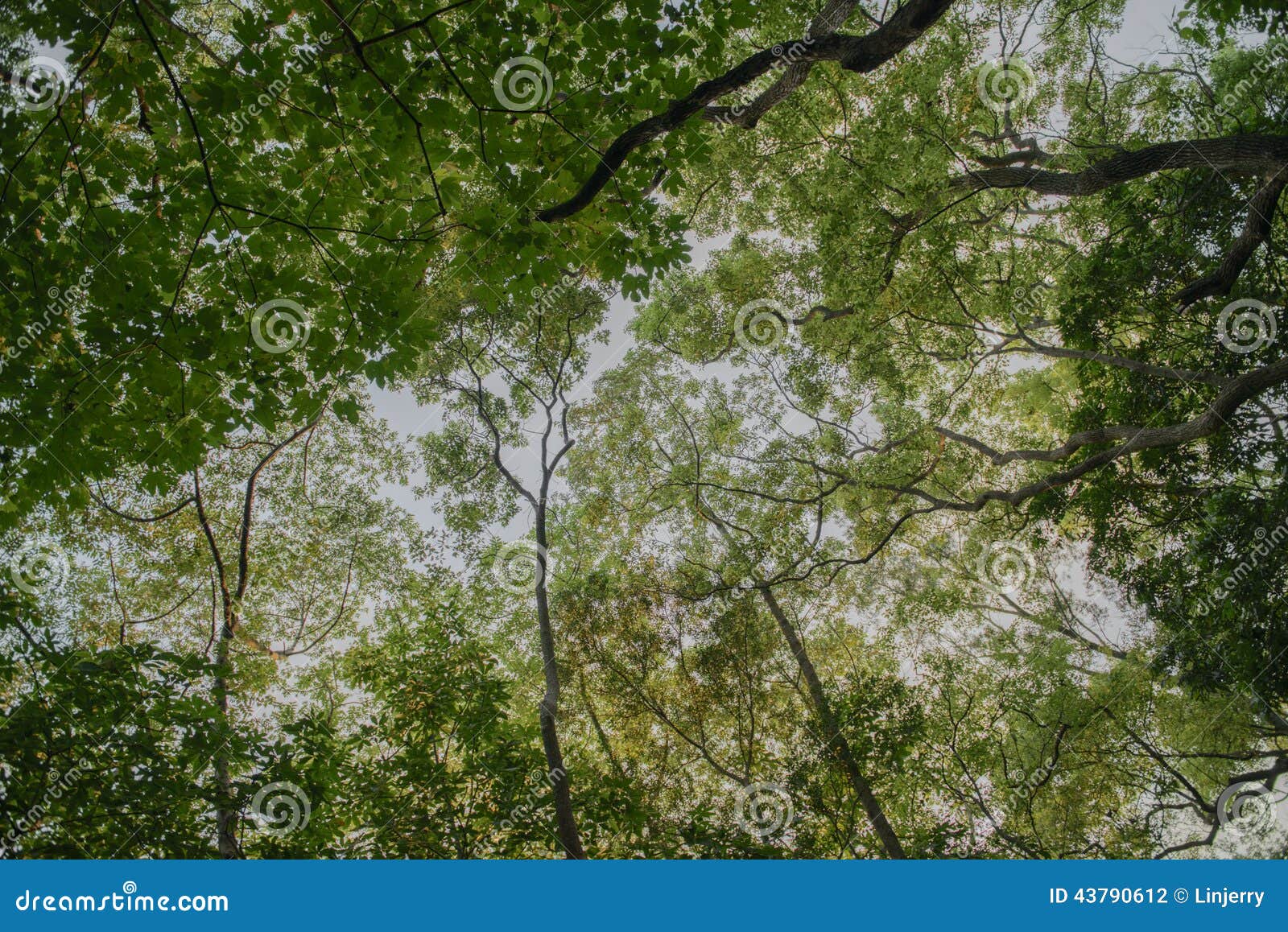Looking Up Forest Perspective Stock Photo - Image of angle, colors ...