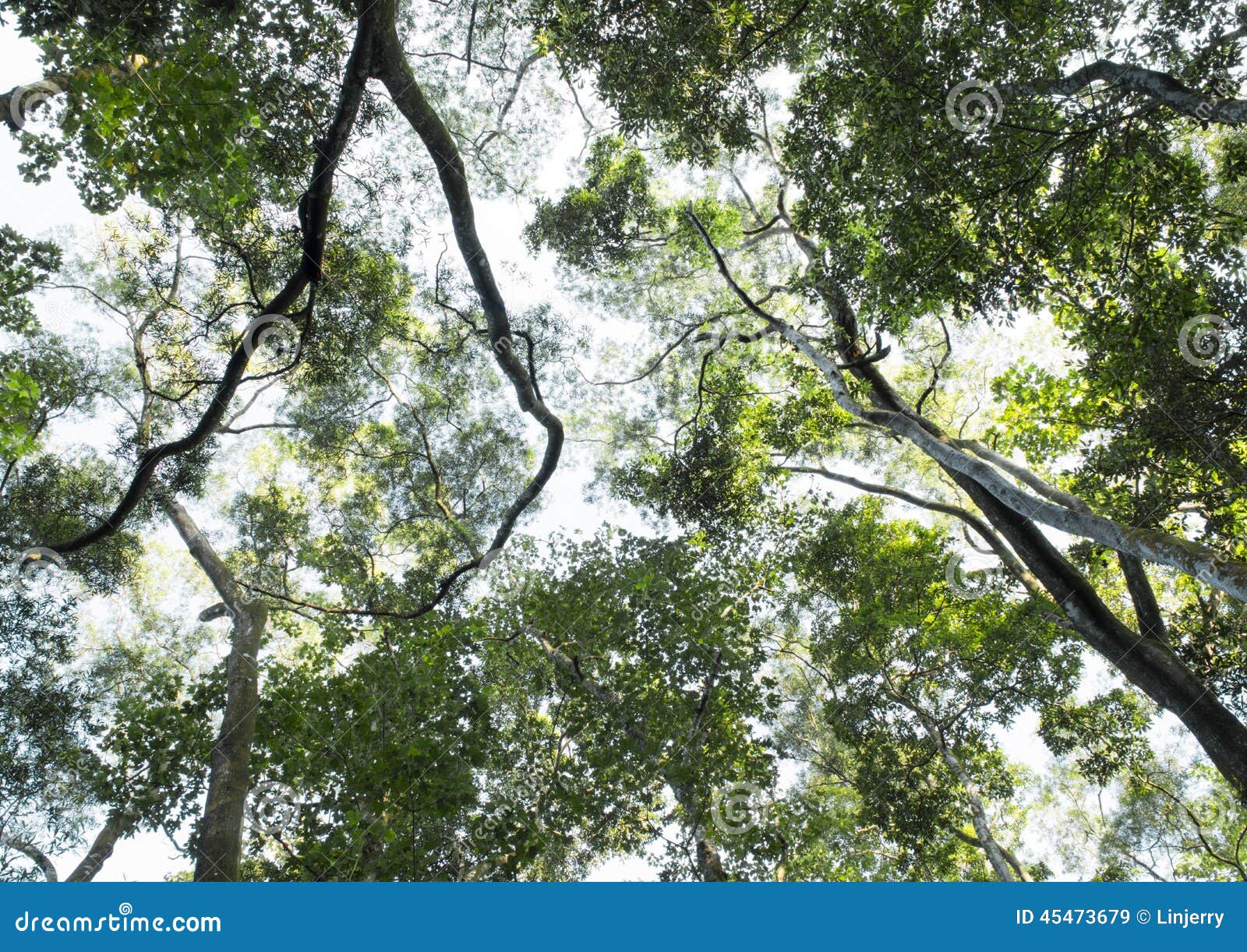 Looking Up Forest Perspective Stock Image - Image of landscape, outdoor ...