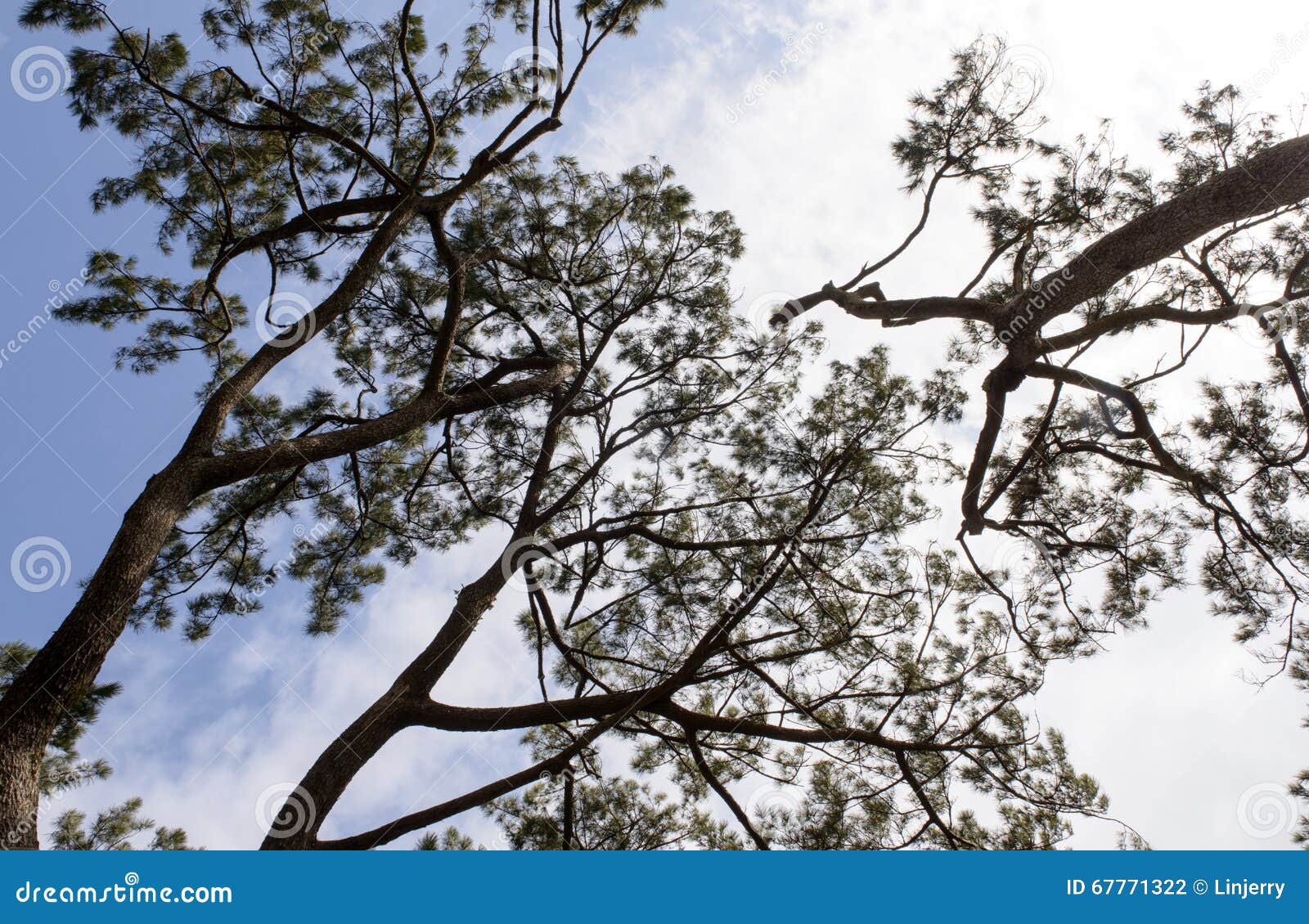 Looking Up Forest Perspective Stock Photo - Image of peaceful ...