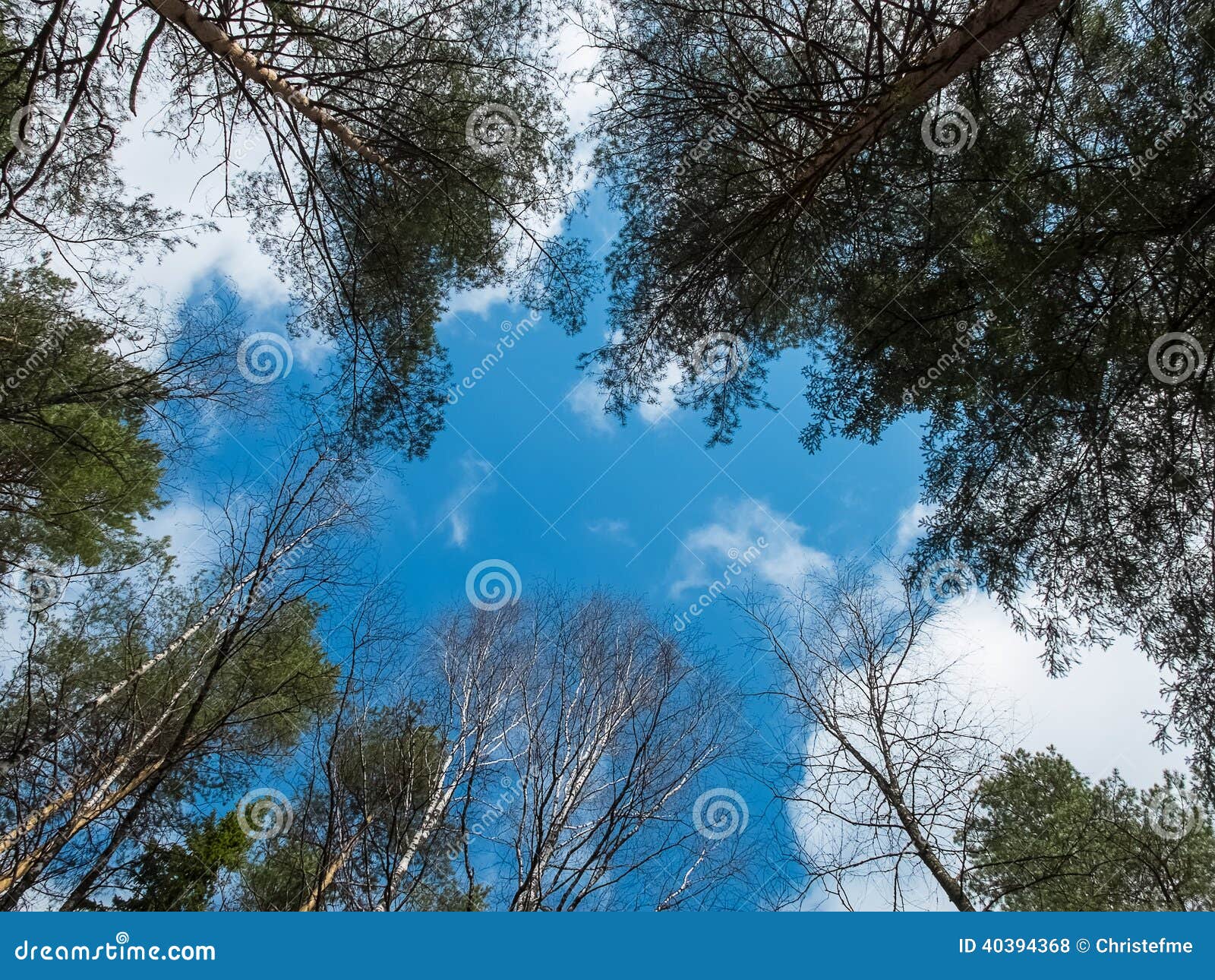 Looking up in forest stock photo. Image of sunny, massive - 40394368