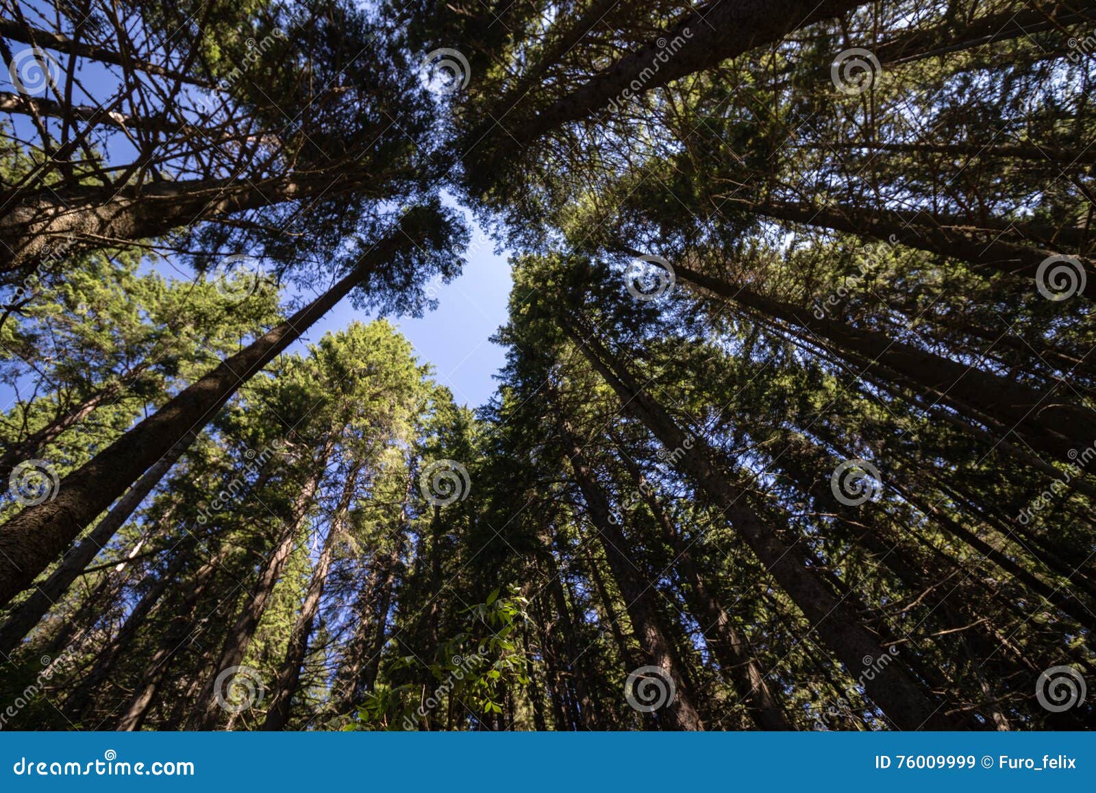 Looking up in forest stock image. Image of tree, background - 76009999