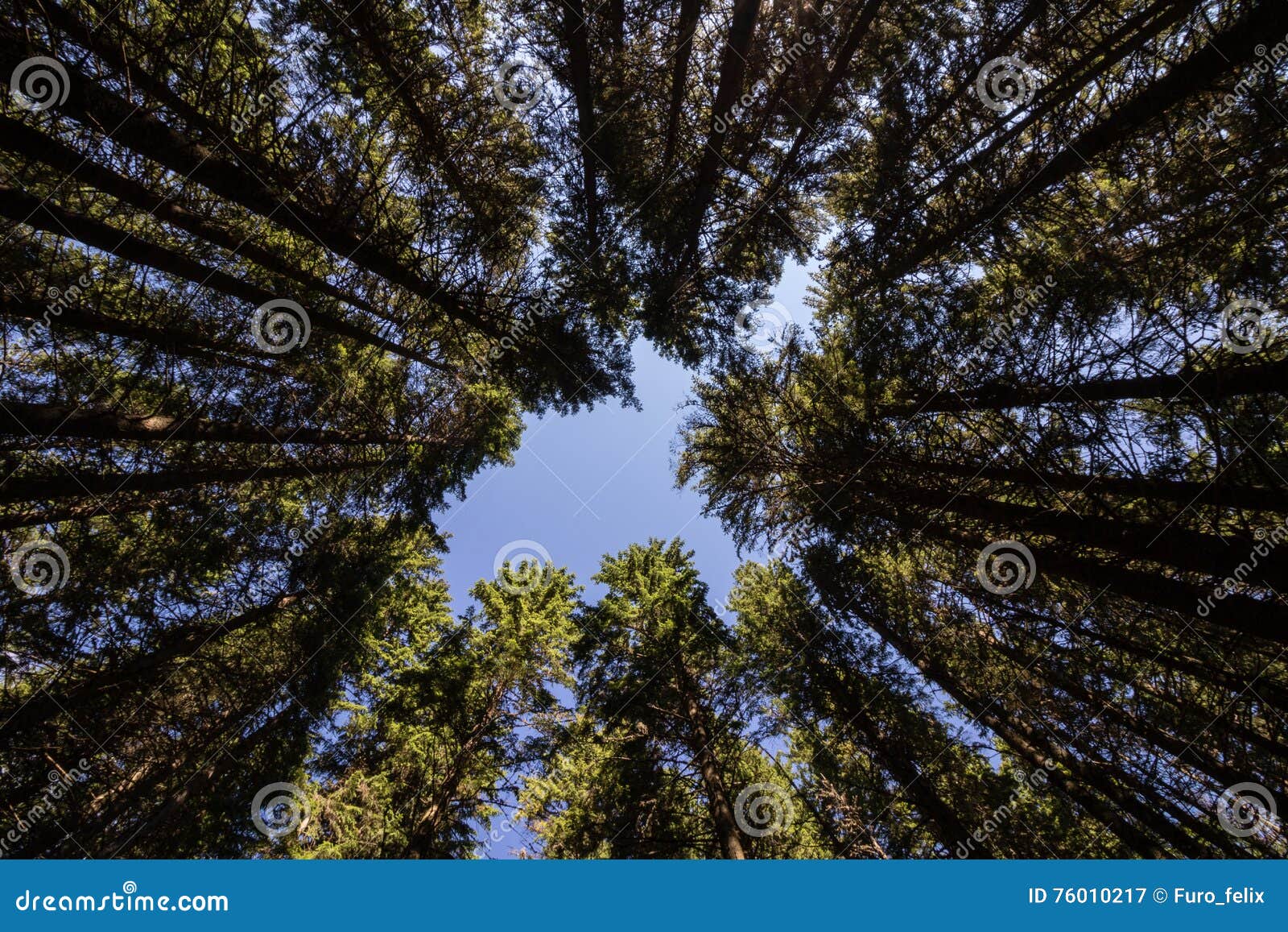 Looking up in forest stock image. Image of leaf, abstract - 76010217
