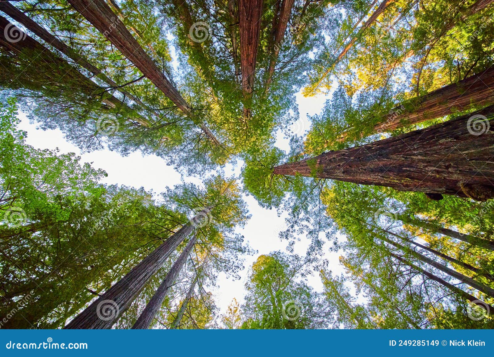Looking Up at Forest of Redwood Trees Stock Image - Image of nature ...