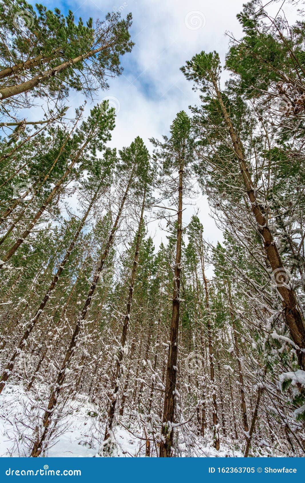 Looking Up at a Forest of Tall Pine Trees Covered in Snow Stock Image ...