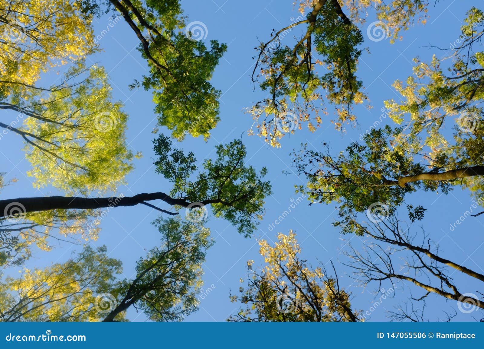 Looking Up in Forest To Canopy. Bottom View Wide Angle Background Stock ...