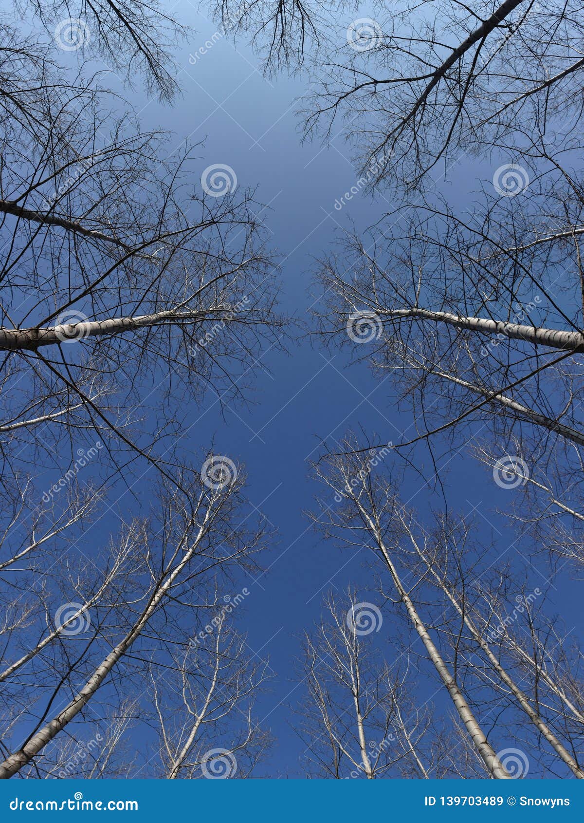 Looking Up through a Forest Trees Stock Image - Image of freedom ...