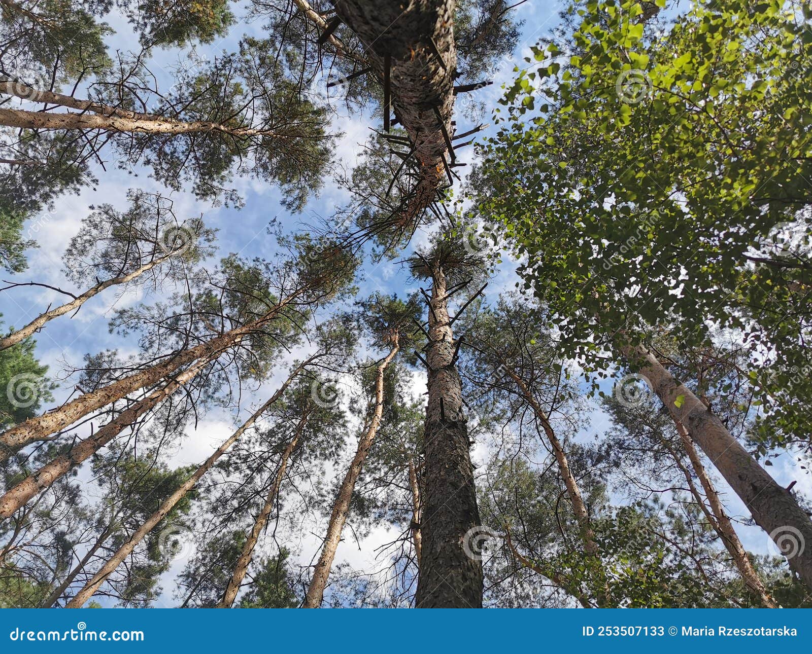 Looking Up through a Forest Trees at a Blue Sky Stock Image - Image of ...