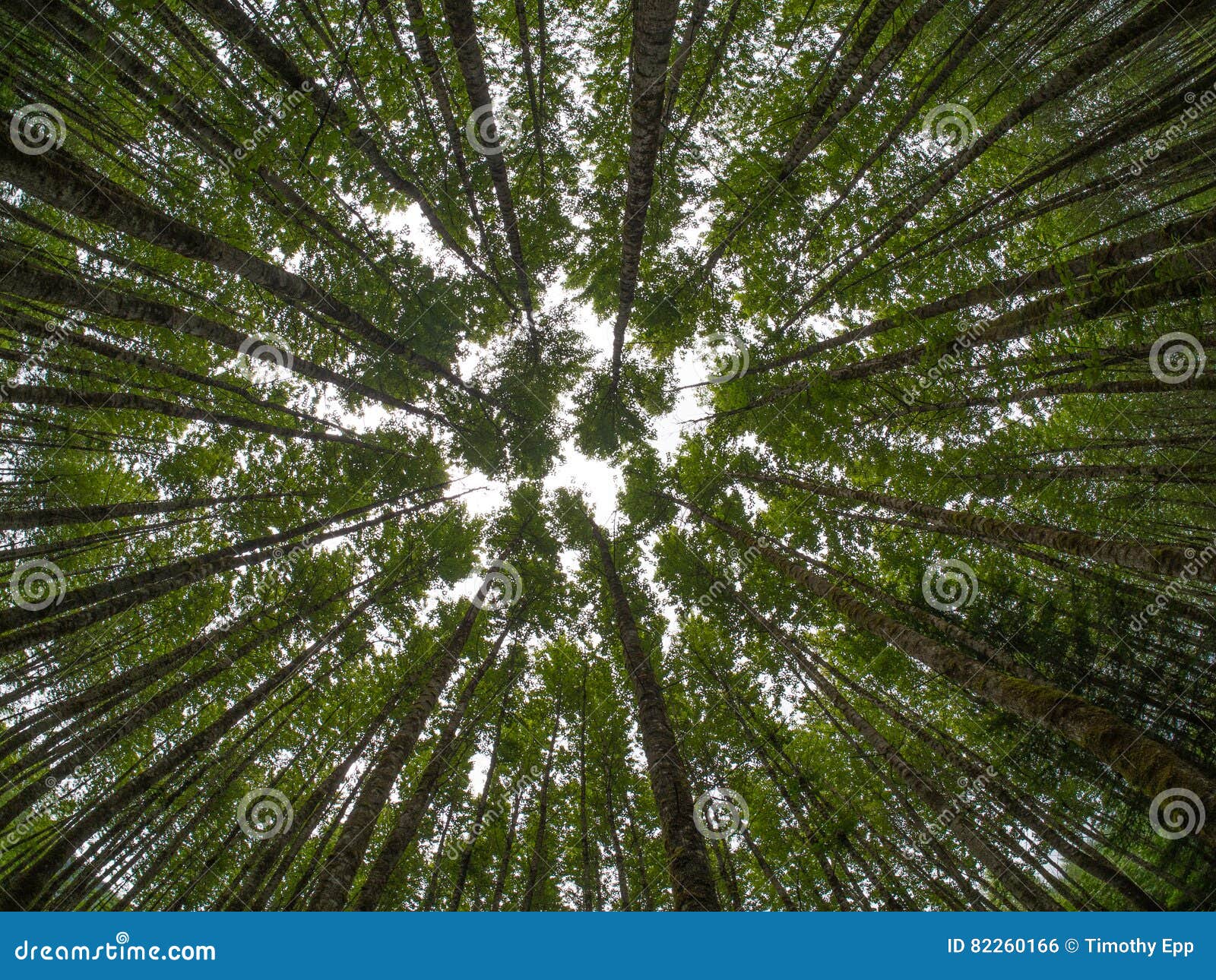 Looking Up in a Forest of Trees Stock Photo - Image of foliage, natural ...