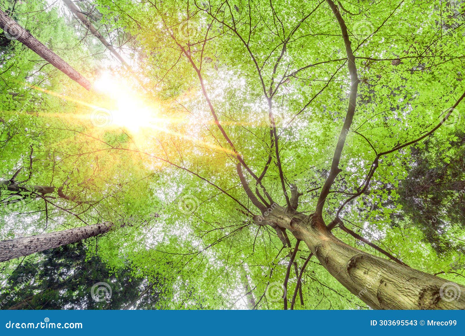 Looking Up through a Forest of Tress with Sunlight Stock Image - Image ...